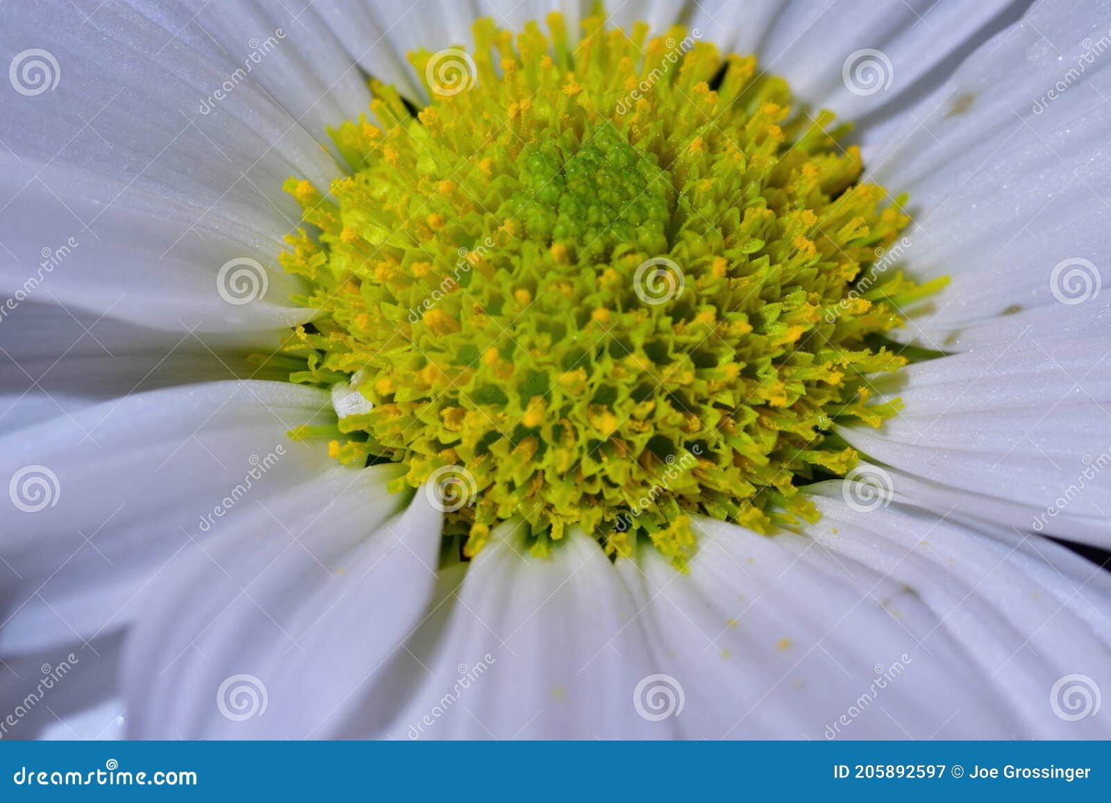 Macro of daisy eye stock image. Image of colorful, flower - 205892597