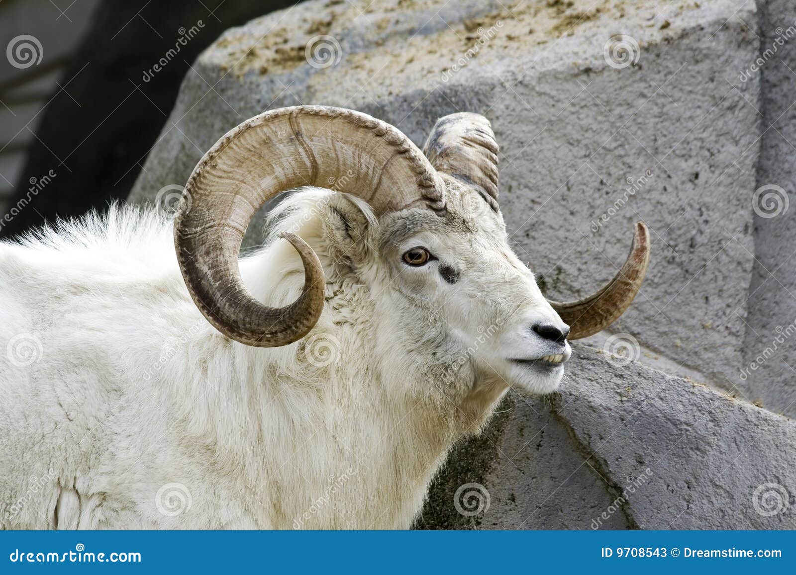 White Dall Sheep stock image. Image of bighorn, alaska - 9708543
