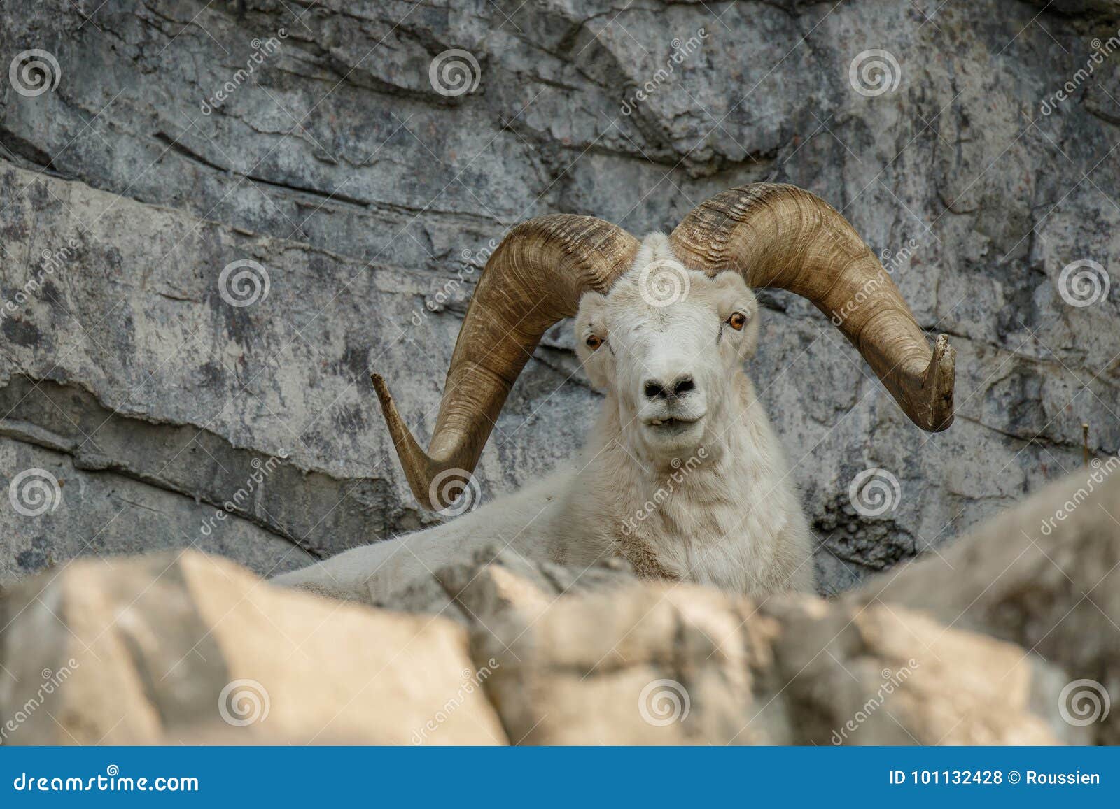White Dall Sheep in Canadian Zoo Stock Photo - Image of captivity ...