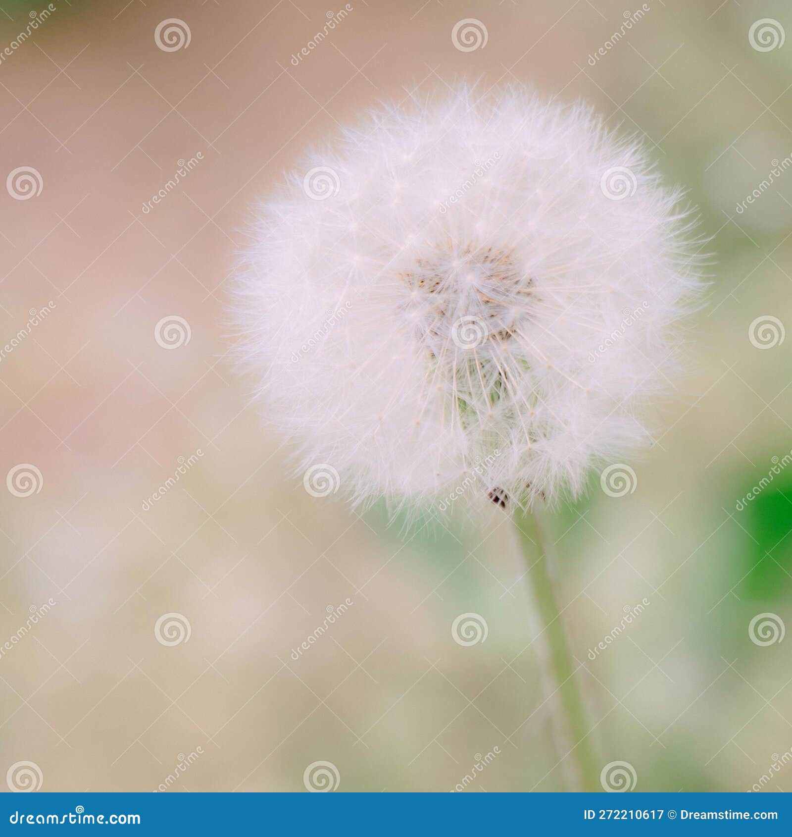 Scattered Dandelions Against a Blurred Background Stock Image - Image ...