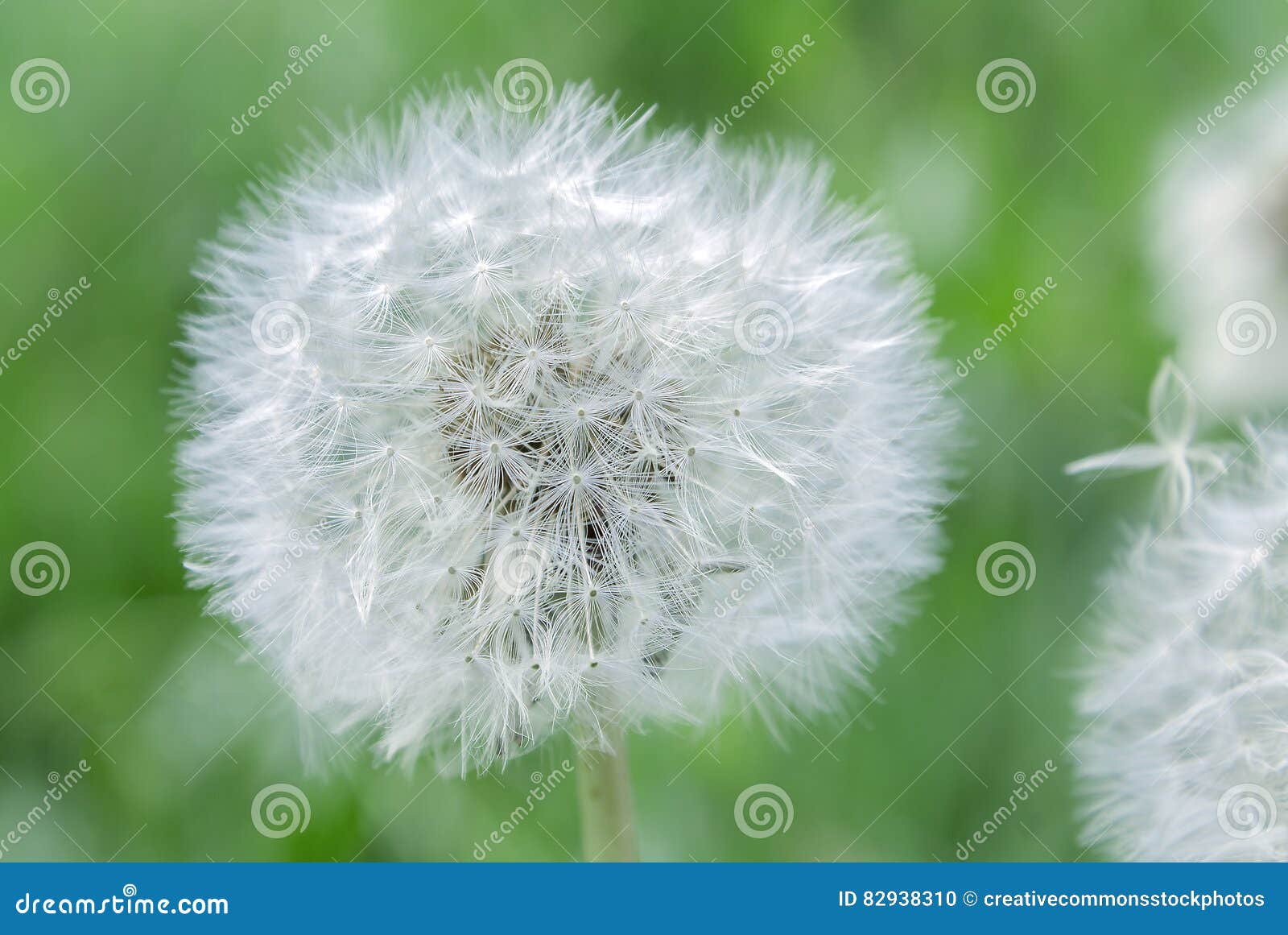 White Dandelion Picture. Image: 82938310