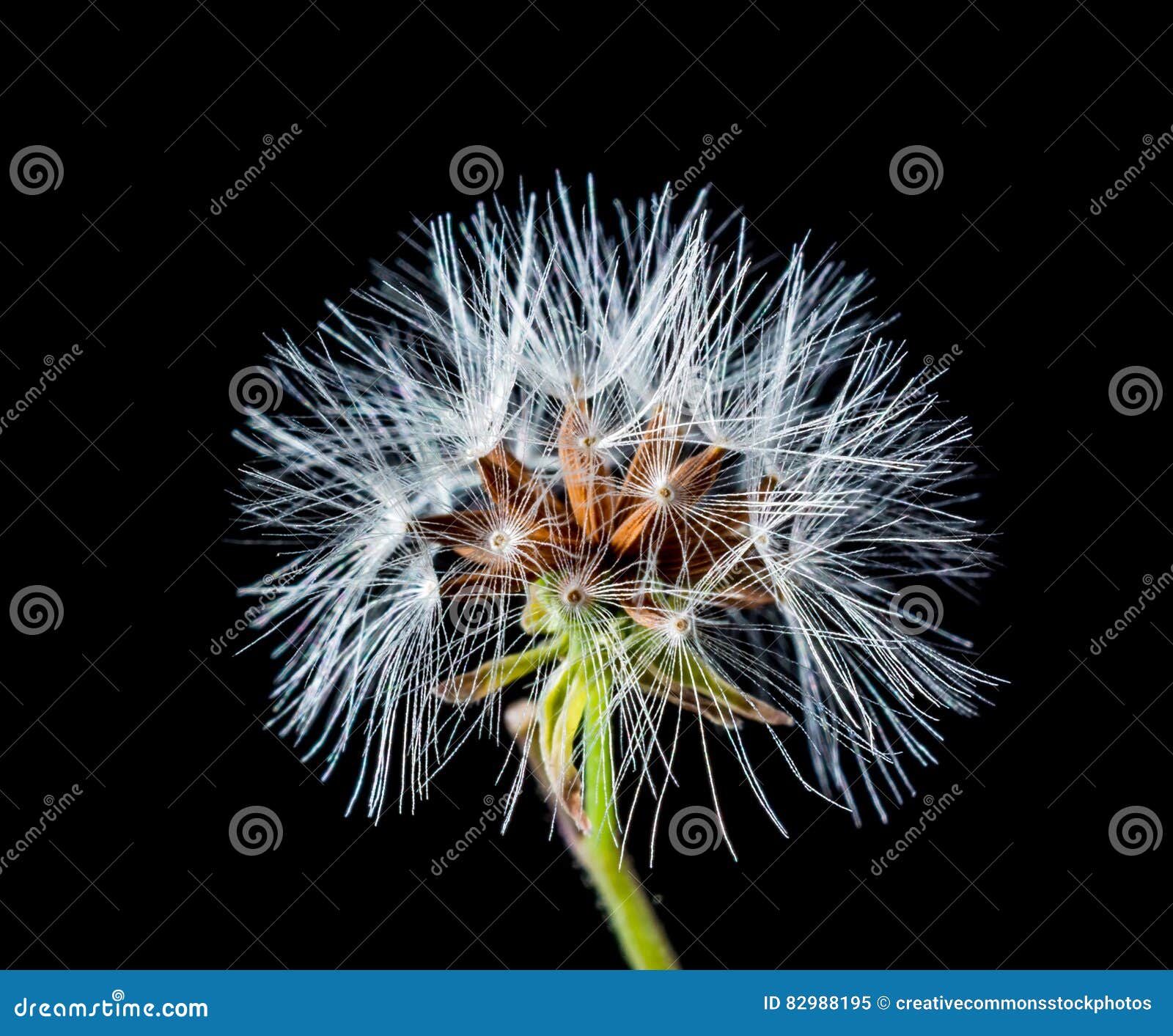 White Dandelion Flower Picture. Image: 82988195