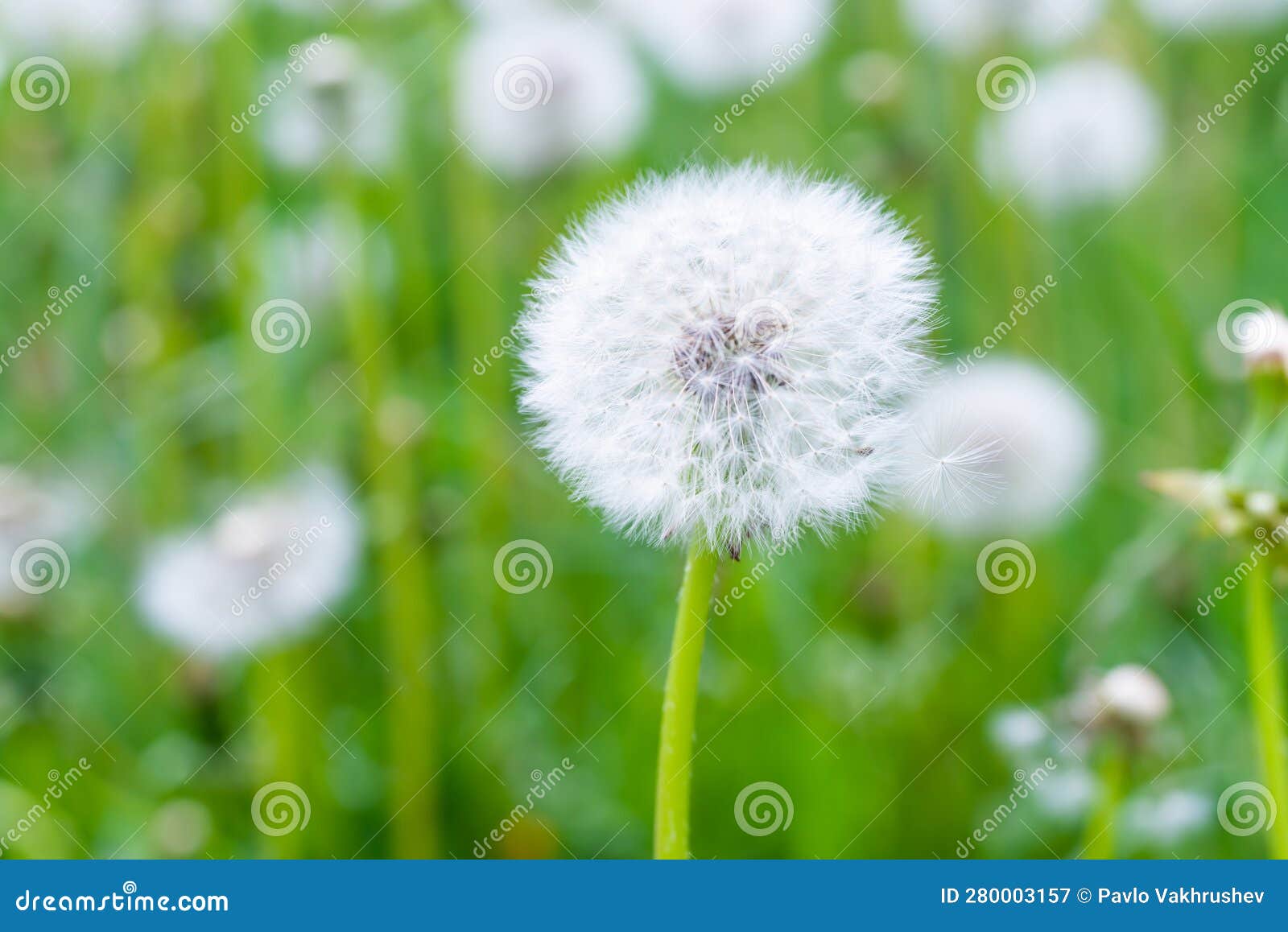 White dandelion flowers stock image. Image of flora - 280003157