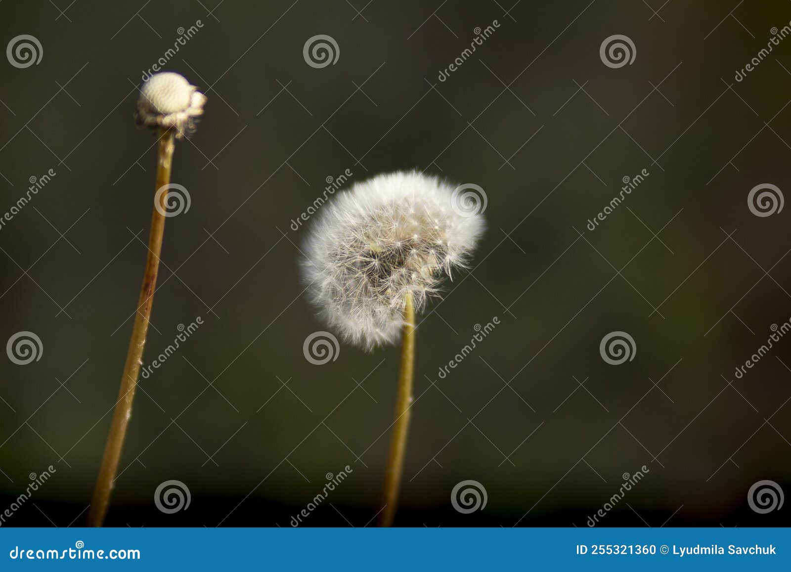 A White Dandelion and a Flown Dandelion Stalk Stock Photo - Image of ...