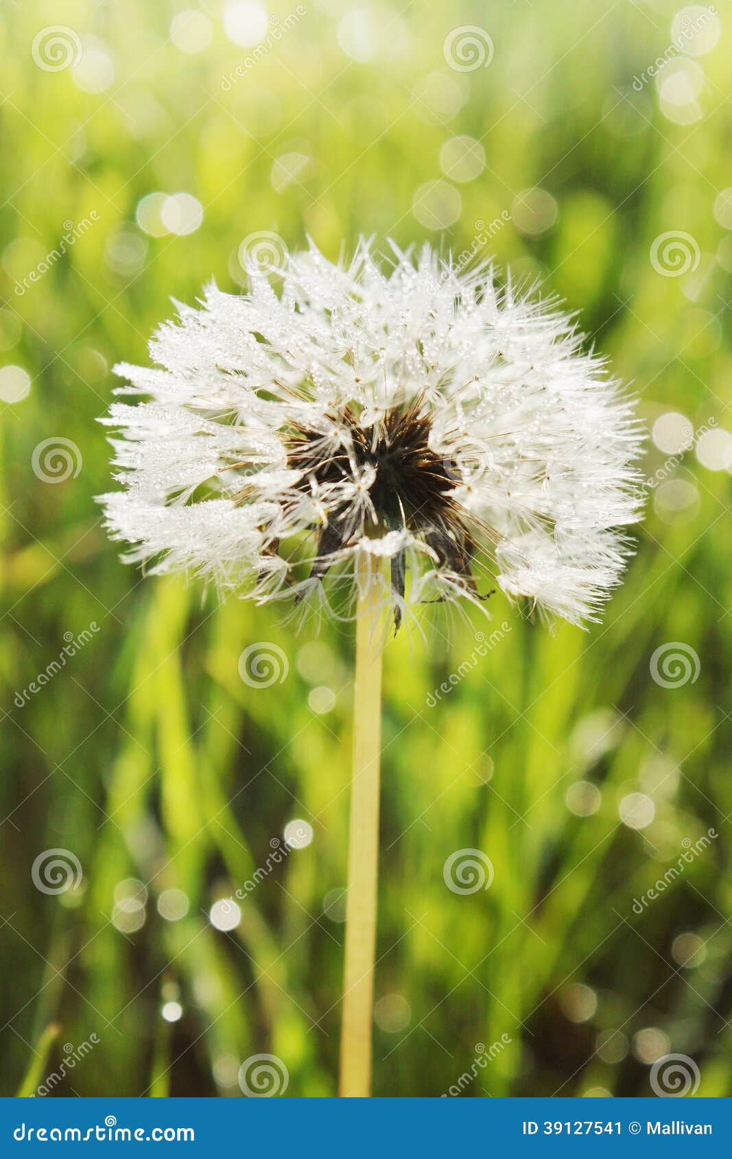 White dandelion stock image. Image of plain, green, flowers - 39127541