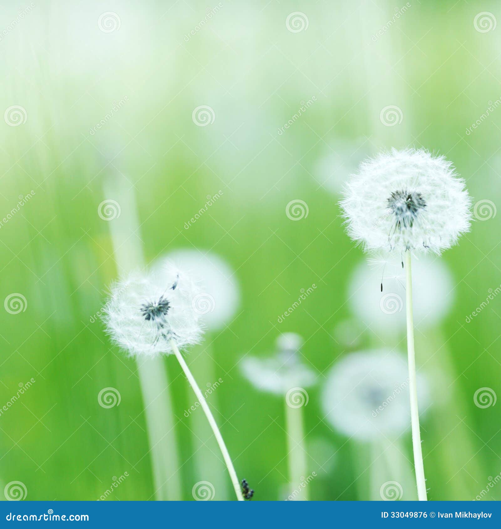White dandelions stock photo. Image of summer, fertility - 33049876
