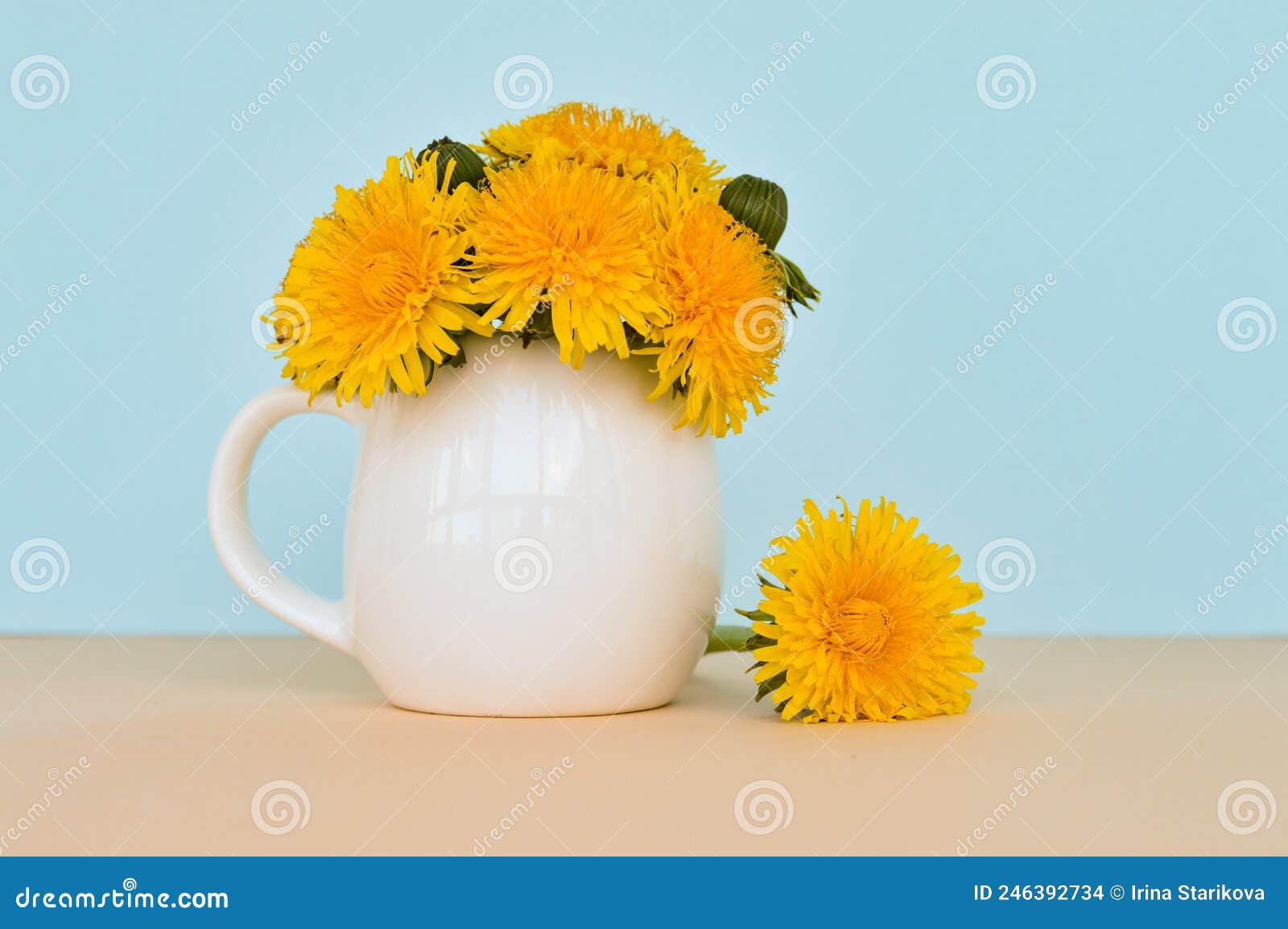 White Dandelions in Vase on Blue Backround Stock Photo - Image of ...