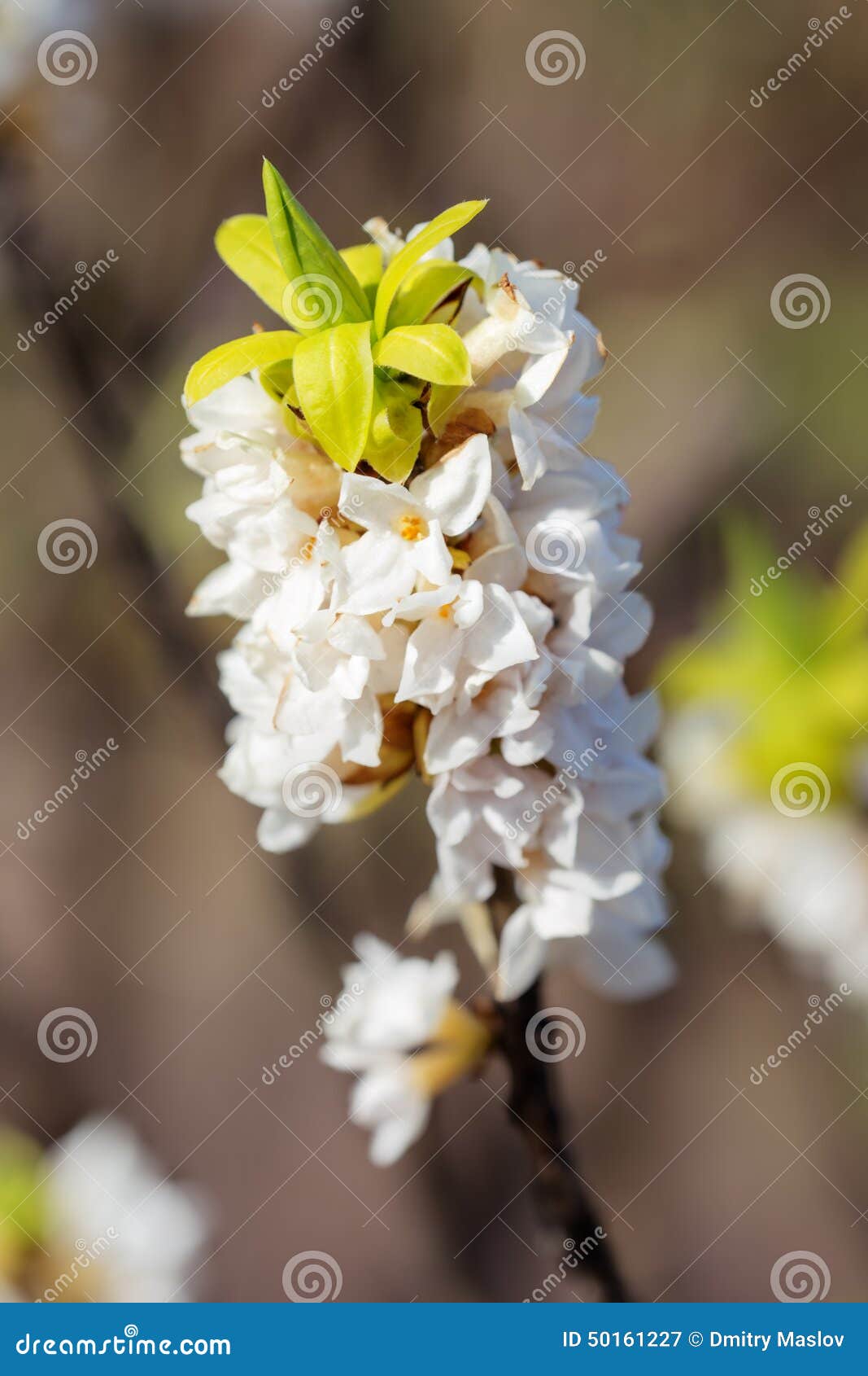White daphne close up stock image. Image of beauty, uncultivated - 50161227
