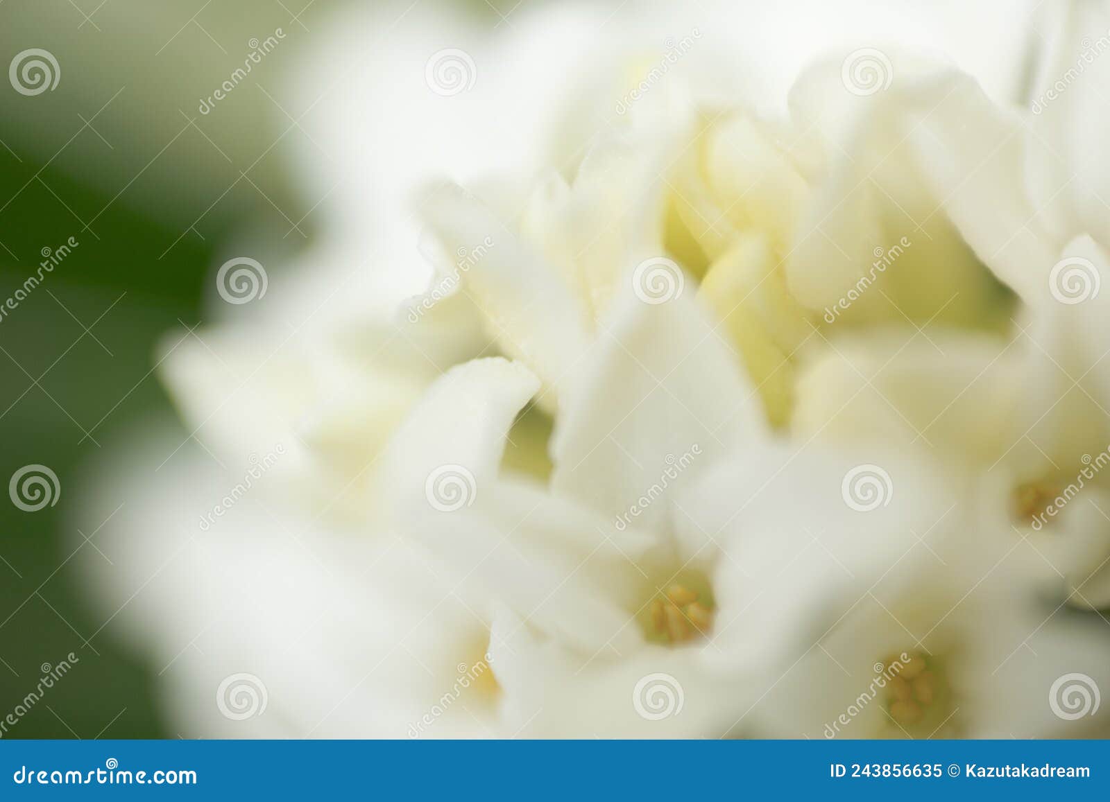 White daphne flower stock image. Image of foliage, flower - 243856635