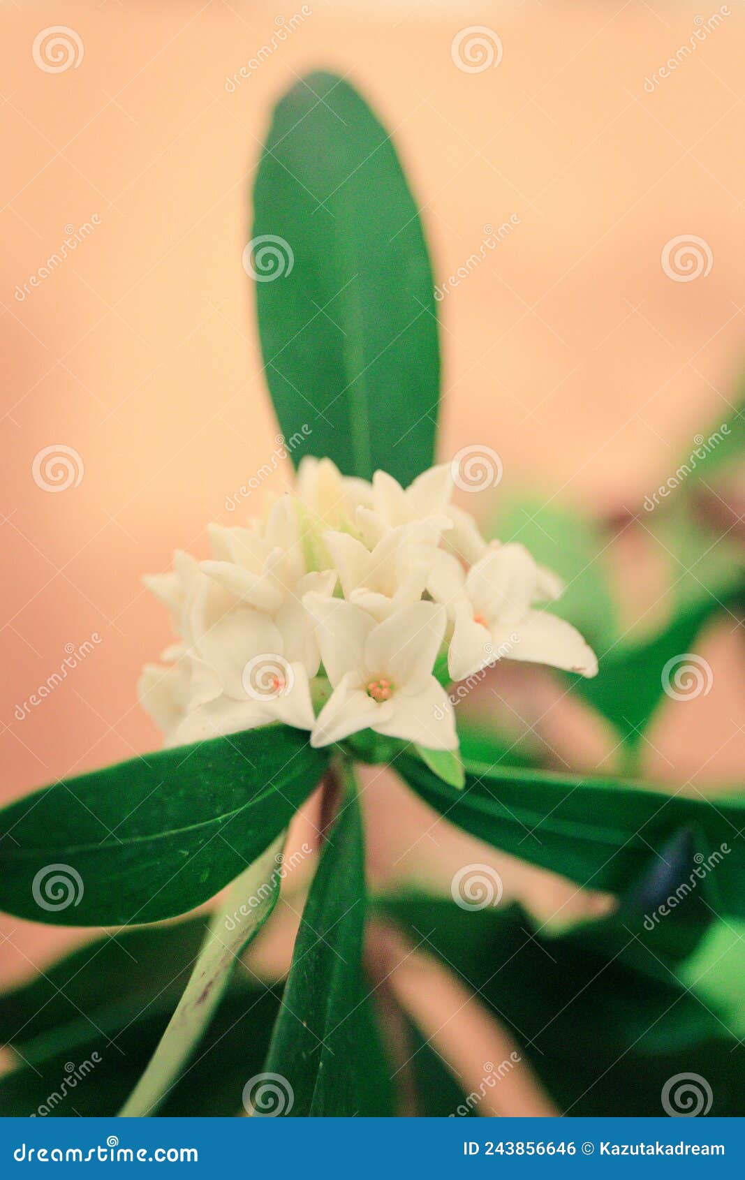 White daphne flower stock photo. Image of botanical - 243856646