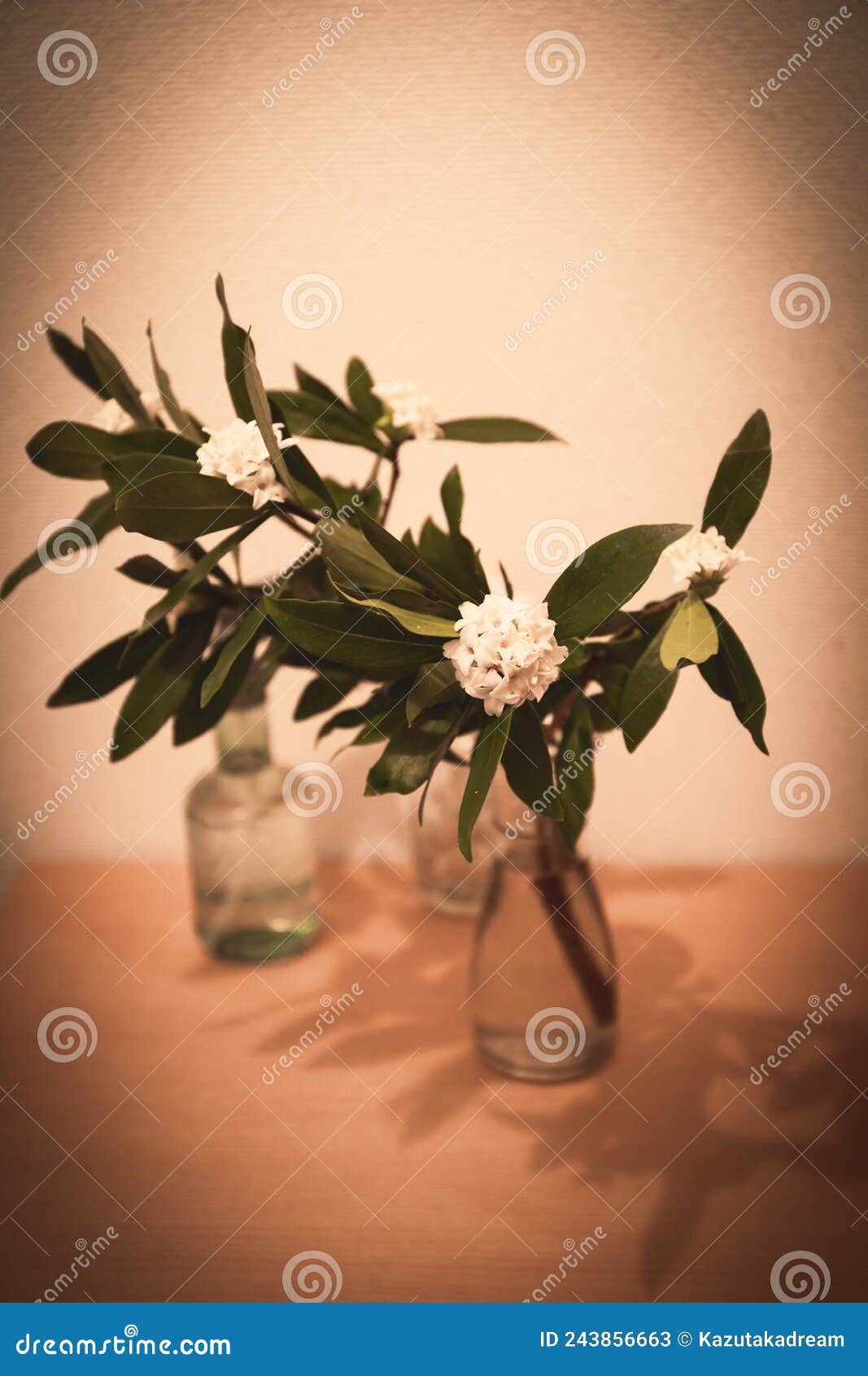 White daphne flower stock image. Image of foliage, closeup - 243856663