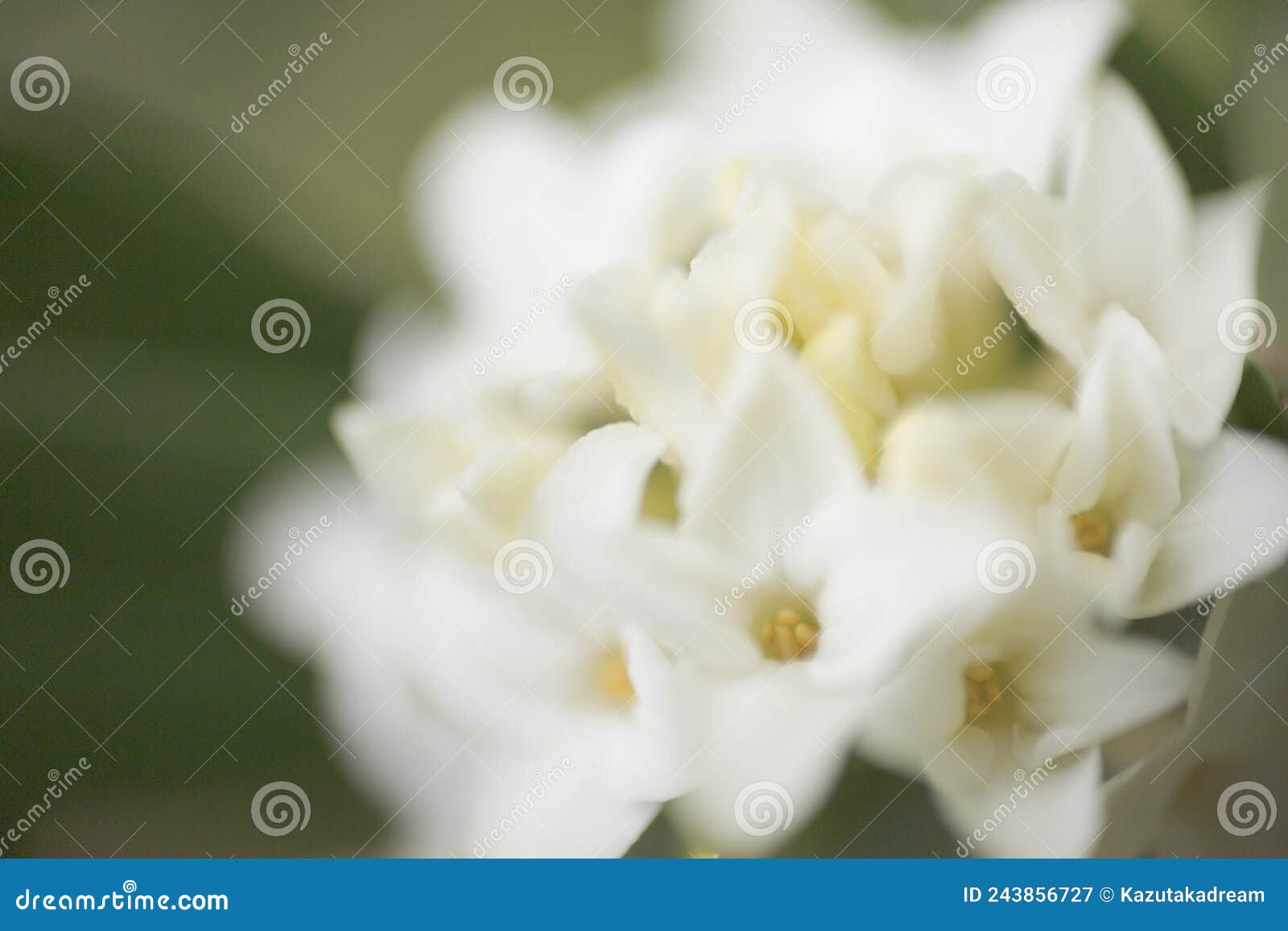 White daphne flower stock image. Image of component - 243856727