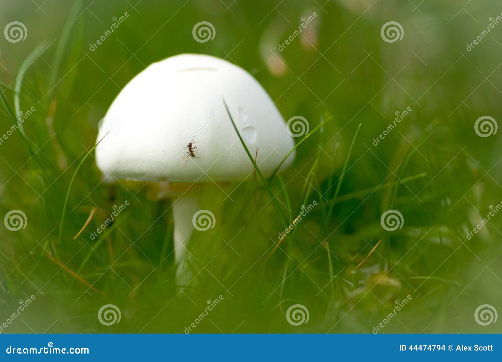 White Dapperling fungi stock photo. Image of mushroom - 44474794