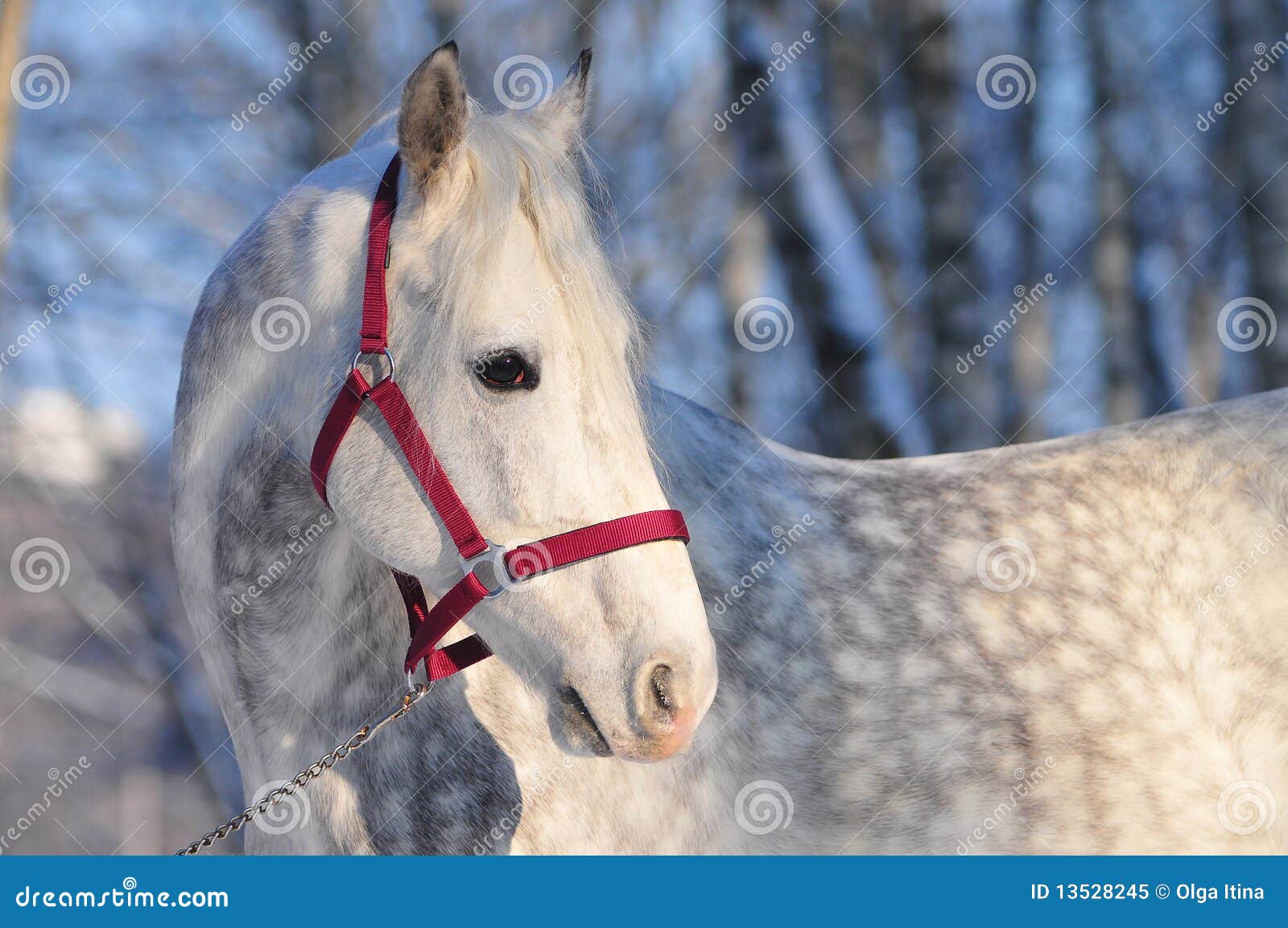 White Dapple Horse