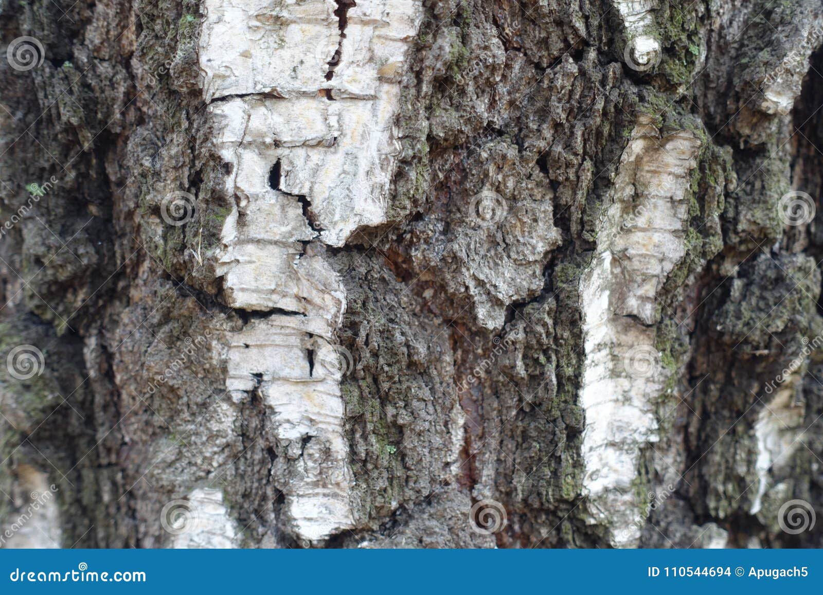 White and Dark Grey Bark of Birch Stock Photo - Image of pattern ...
