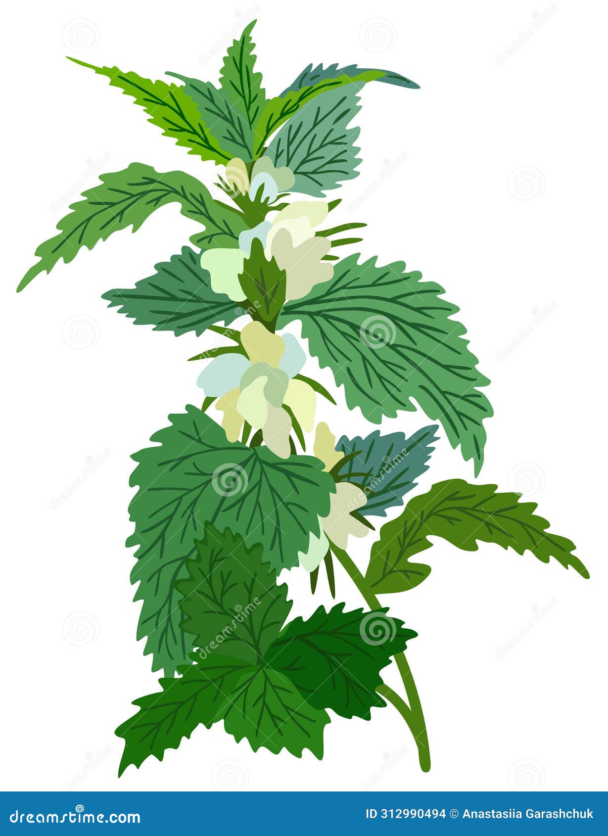Red Dead-nettle Flower, Drawing By Colored Pencils Royalty-Free Cartoon ...