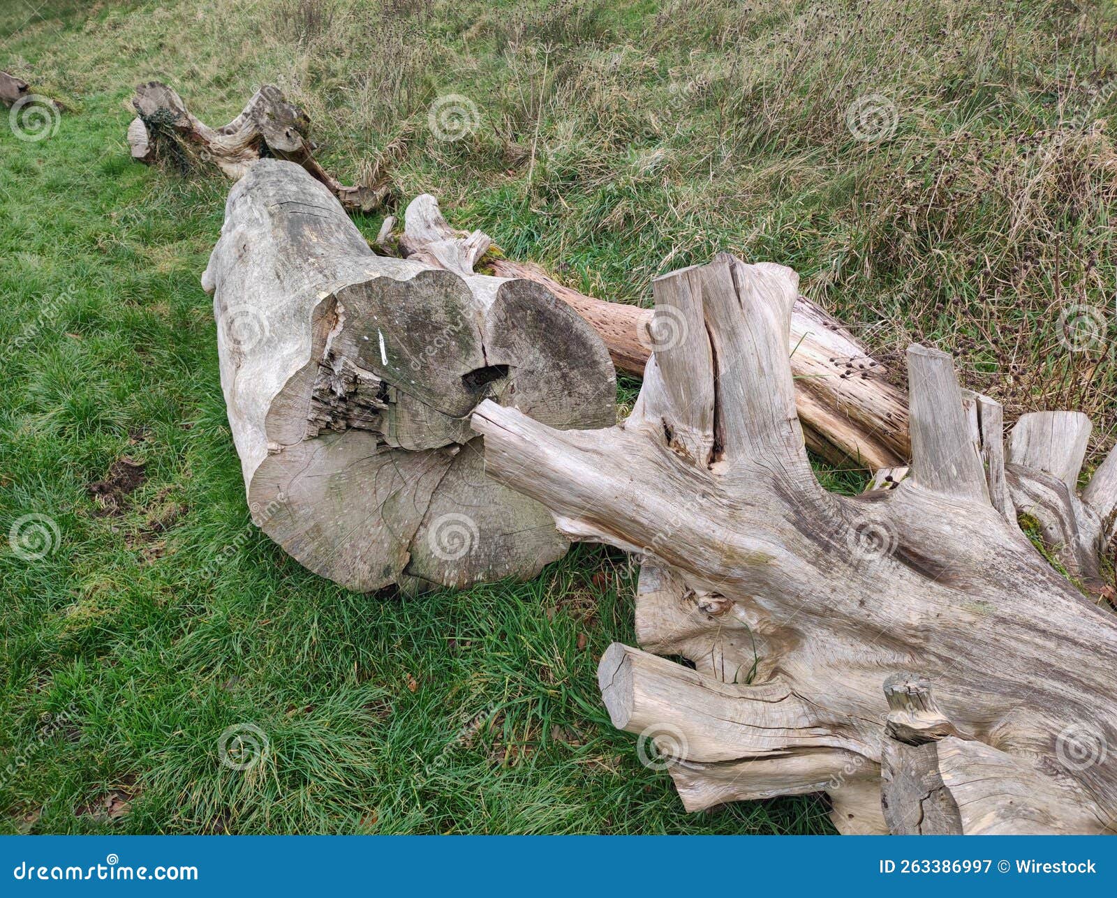 The White Dead Trees Cut Down in the Meadow Stock Image - Image of ...