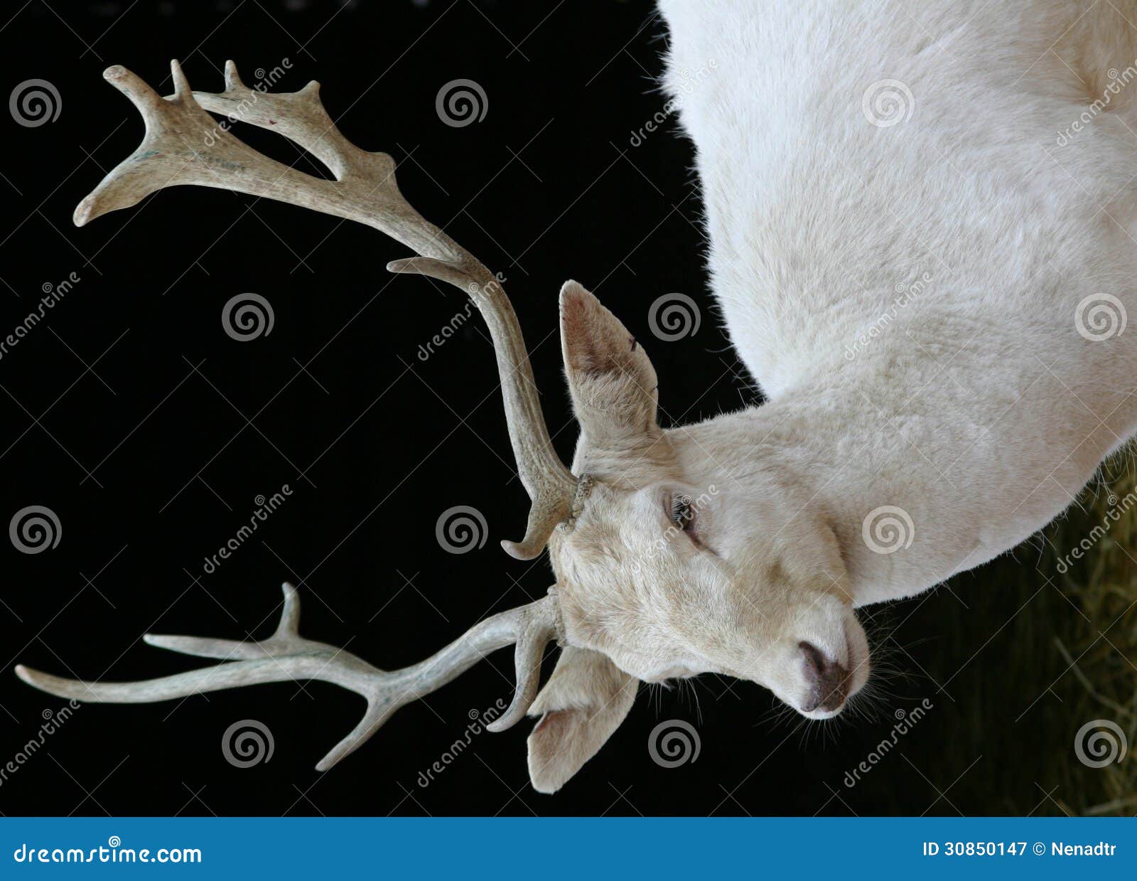 White Dear stock image. Image of beautiful, mammal, dear - 30850147