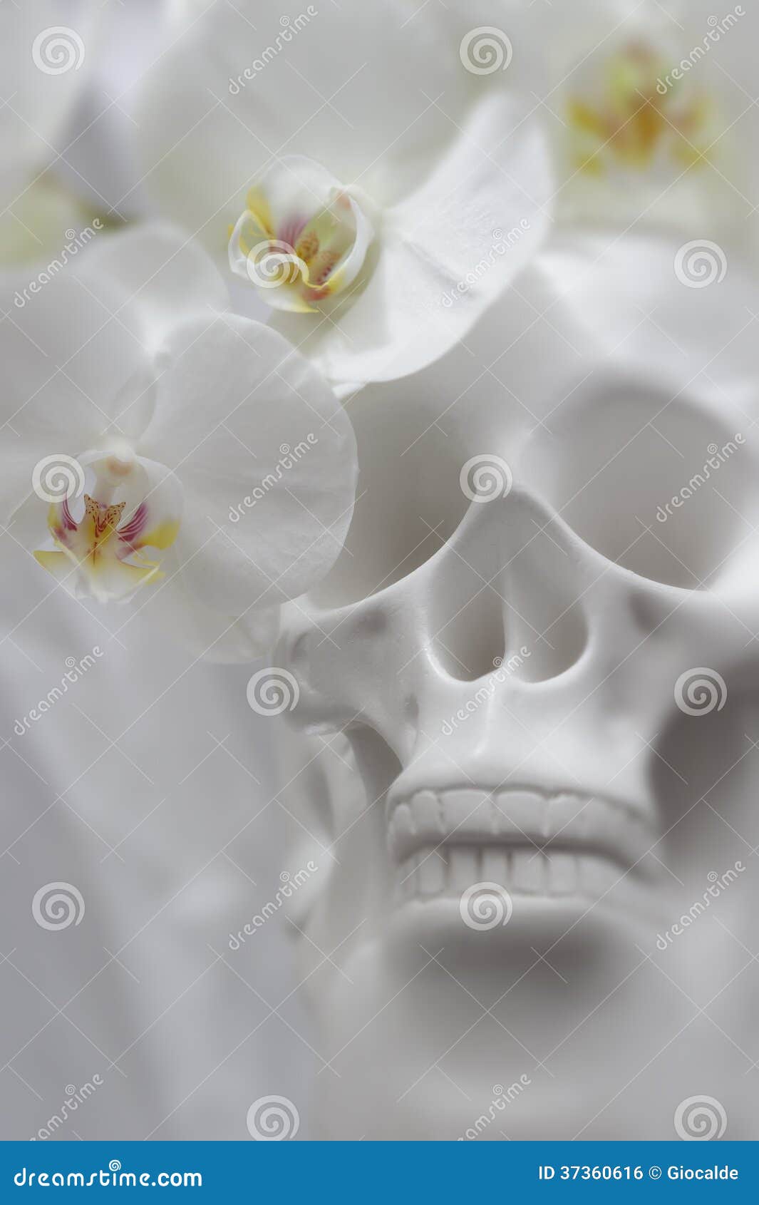 The white death stock photo. Image of white, horizontal - 37360616