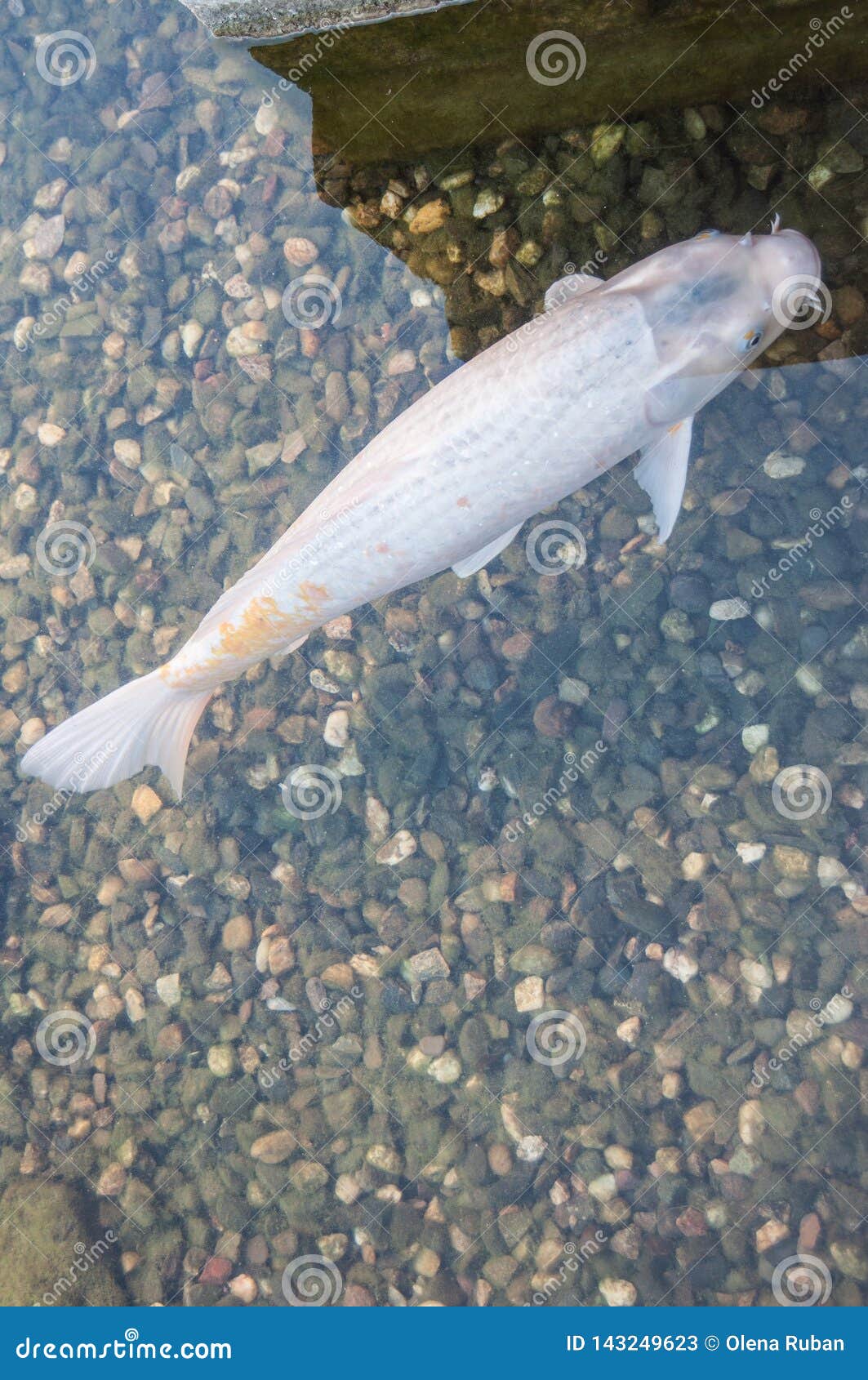 White Decorative Fish Float in Artificial Pond Stock Image - Image of ...