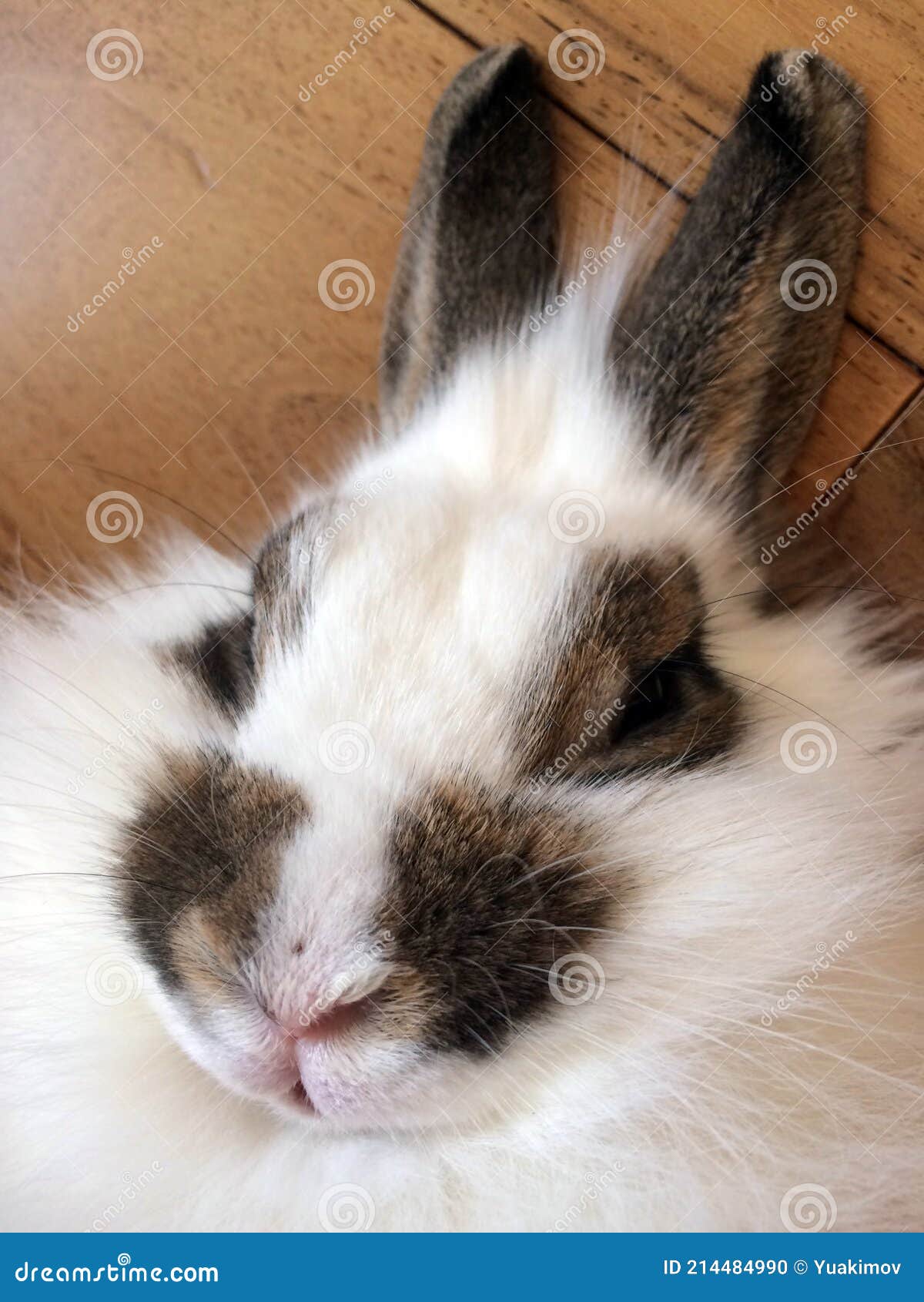 White Decorative Fluffy Pet Rabbit Head on Wooden Surface Close Front ...