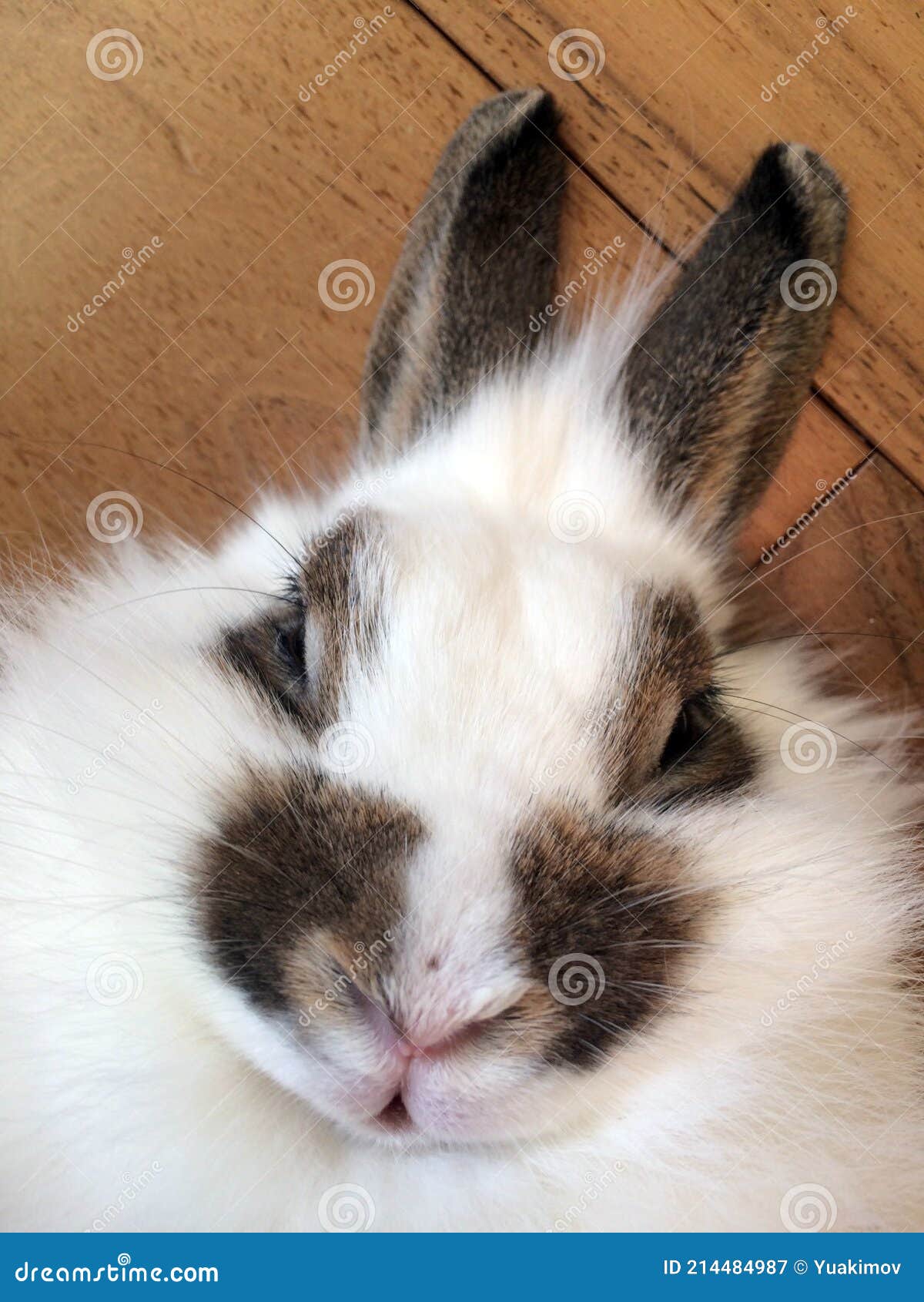 White Decorative Fluffy Pet Rabbit Head on Wooden Surface Close Front ...