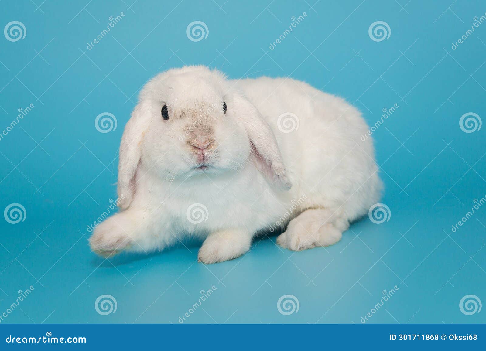 White Decorative Fold Rabbit Stock Photo - Image of farm, soft: 301711868