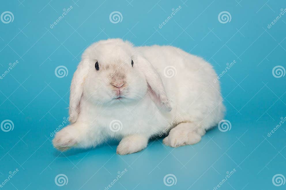 White Decorative Fold Rabbit Stock Photo - Image of farm, soft: 301711868