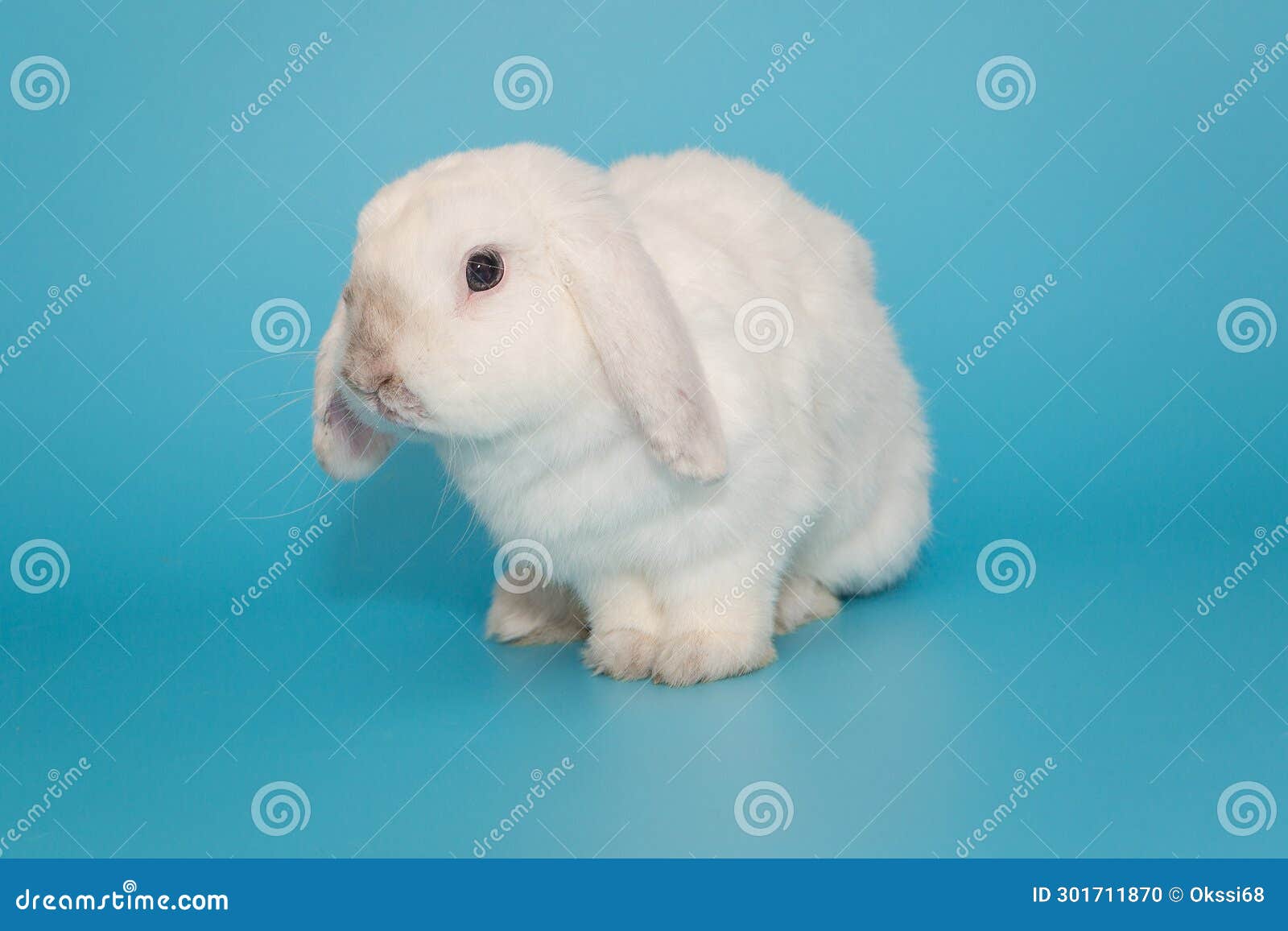 White Decorative Fold Rabbit Stock Photo - Image of bunny, elite: 301711870