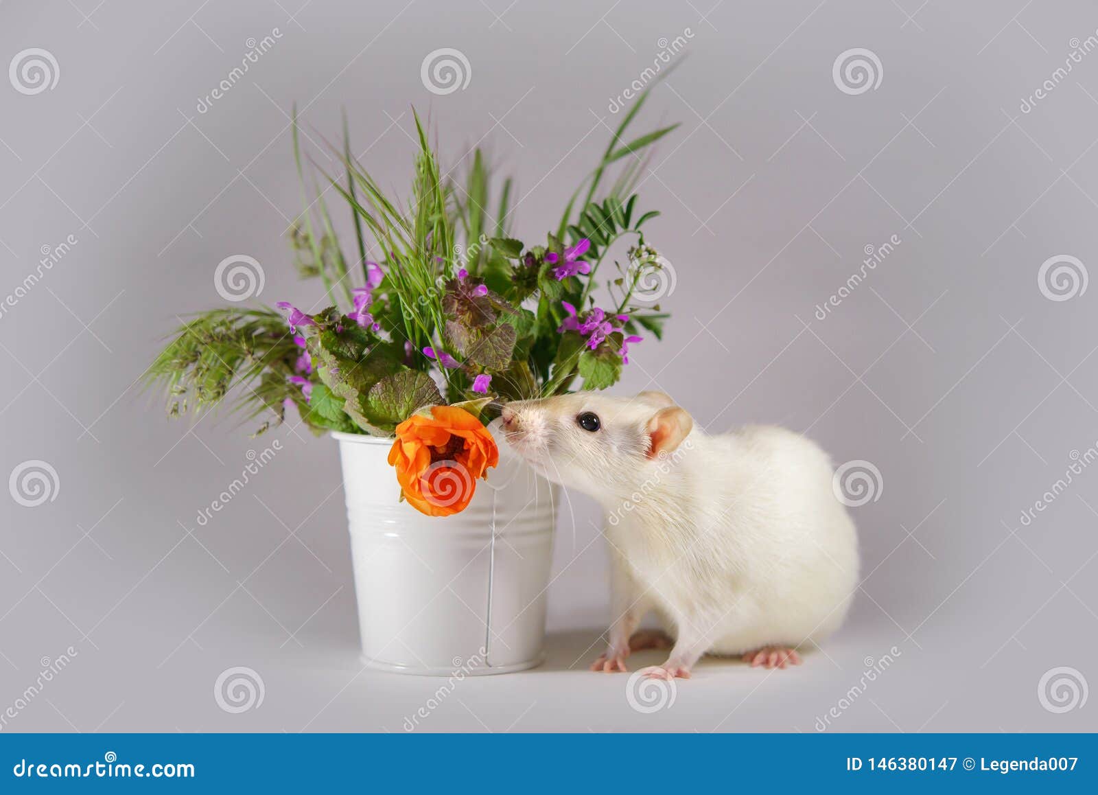 White Decorative Rat Next To the Flowers. Stock Image - Image of ...