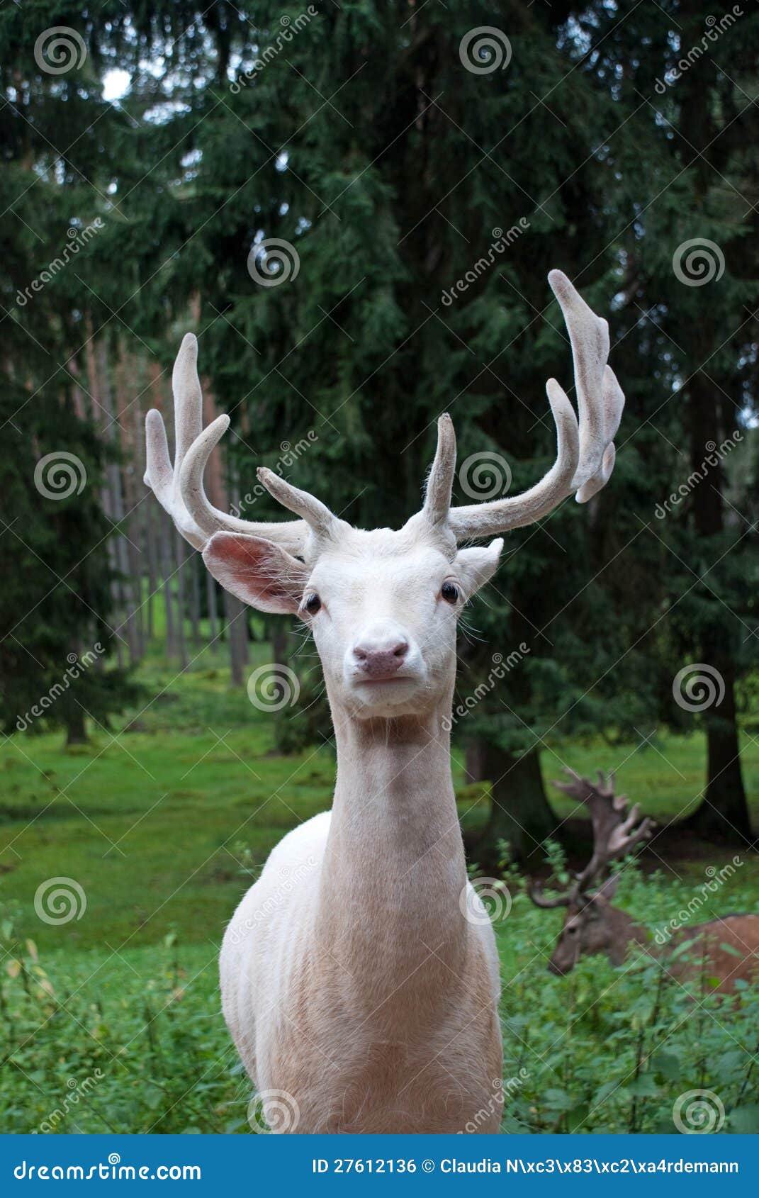White deer stock photo. Image of wild, portrait, head - 27612136