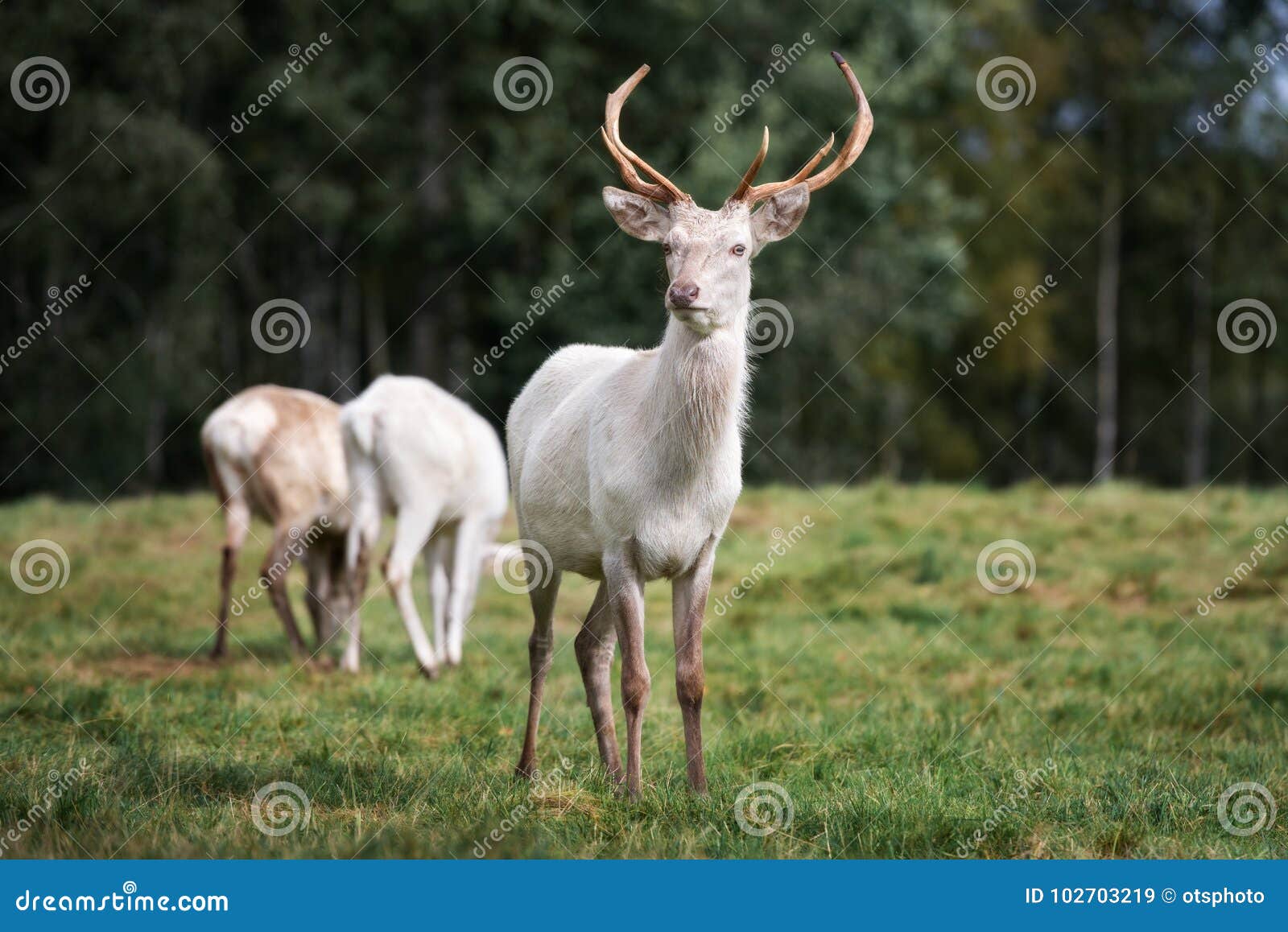 Beautiful White Deer on a Field Stock Image - Image of graze, buck ...