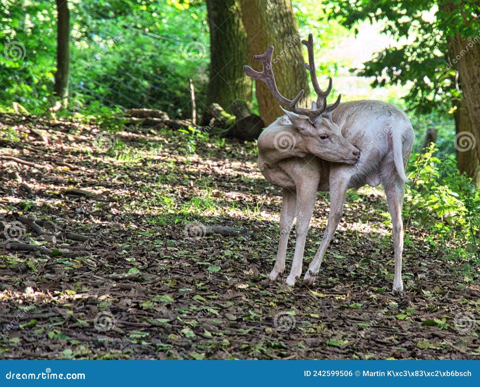 White Deer Isolated in a Deciduous Forest. Animal Shot of the Mammal ...