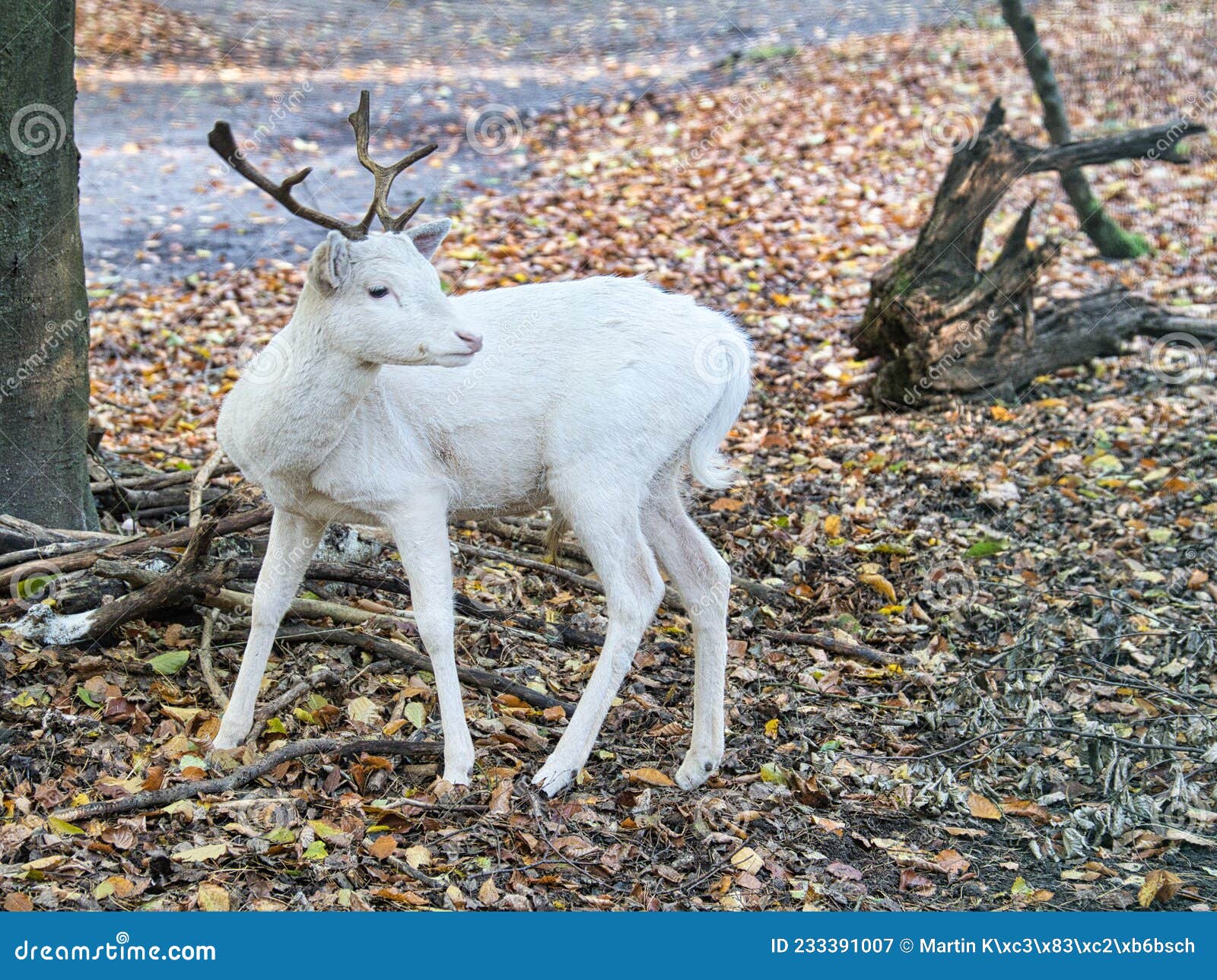 White Deer Isolated in a Deciduous Forest Stock Image - Image of meadow ...