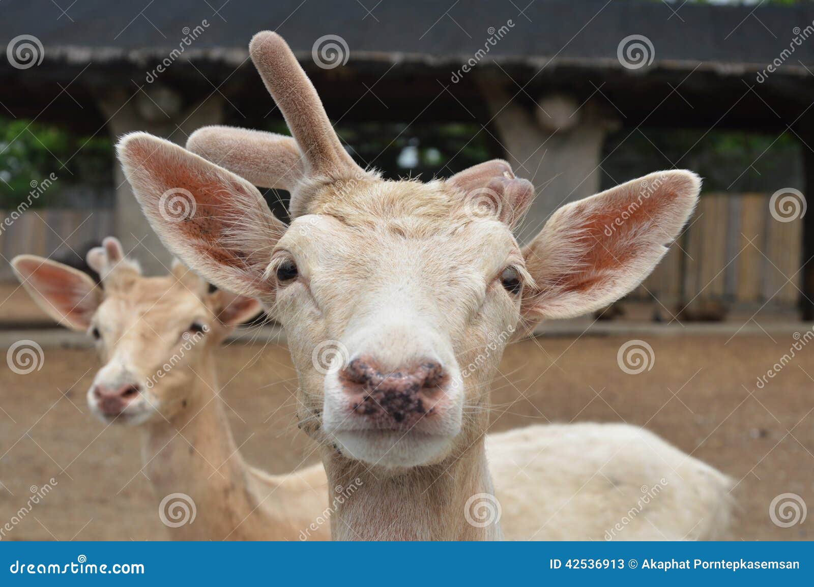 White deer with one horn stock image. Image of life, nature - 42536913