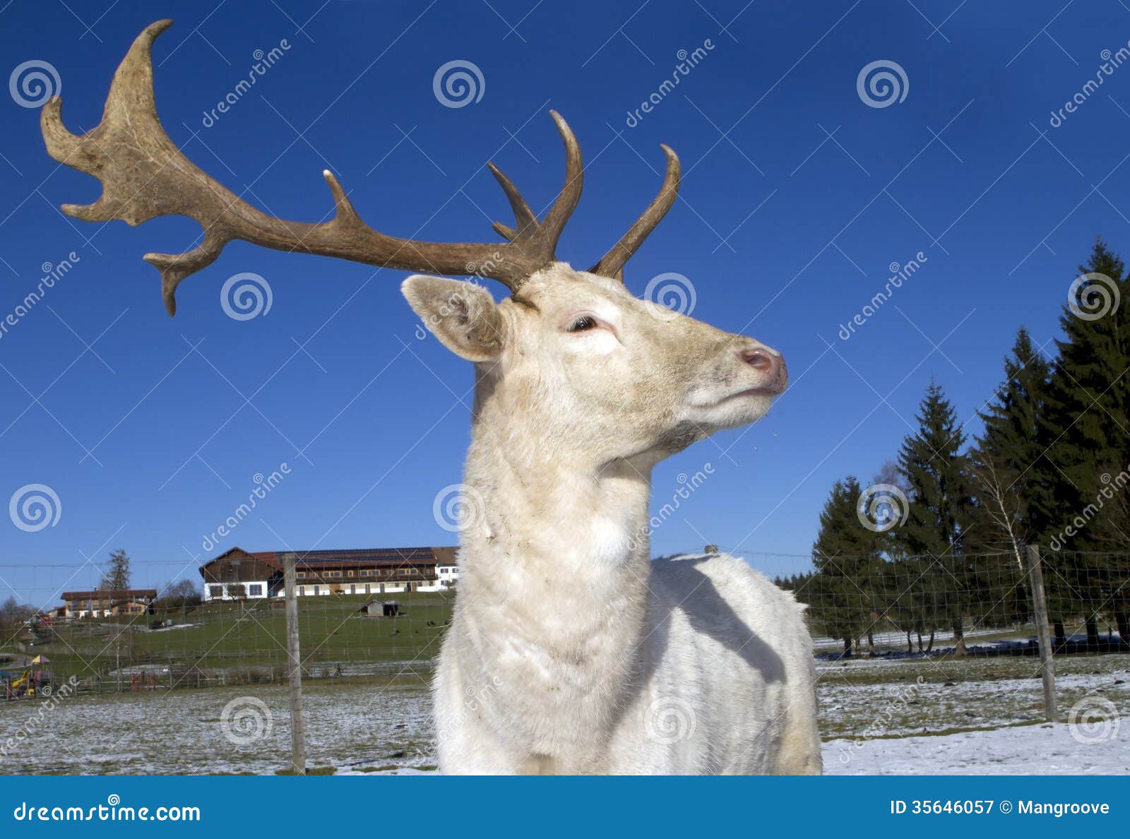 White deer stock image. Image of closeup, wildlife, wild - 35646057