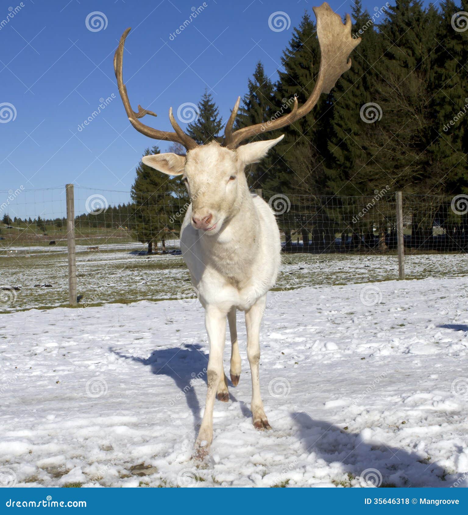 White deer stock photo. Image of close, color, portrait - 35646318