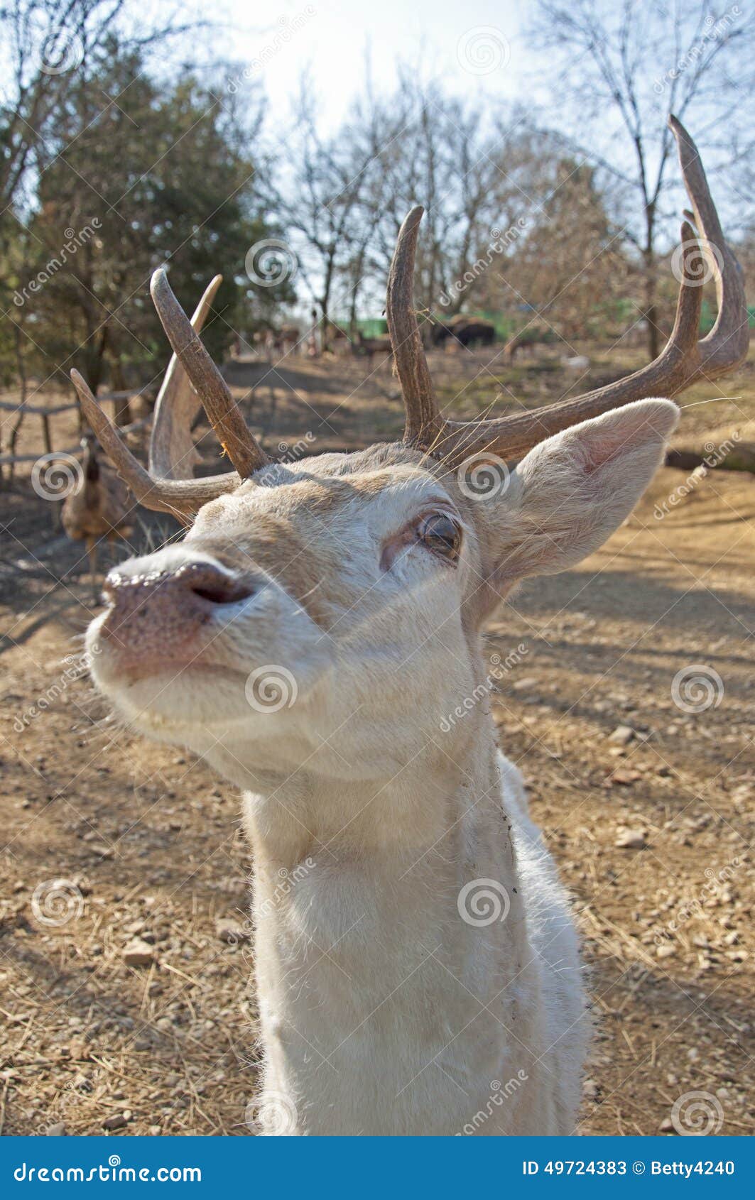 White Deer Staring at the Camera. Stock Image - Image of camera, close ...