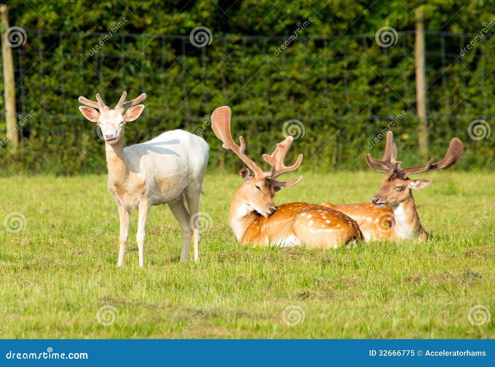 White Deer and Two Red Deer Stock Image - Image of forrest, game: 32666775