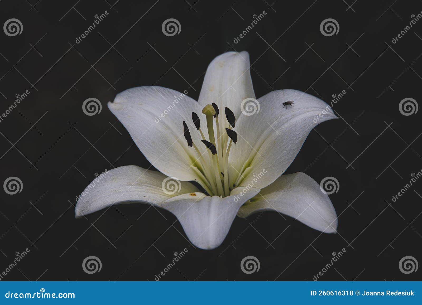 White Delicate Lily Flower on Dark Background Stock Photo - Image of ...