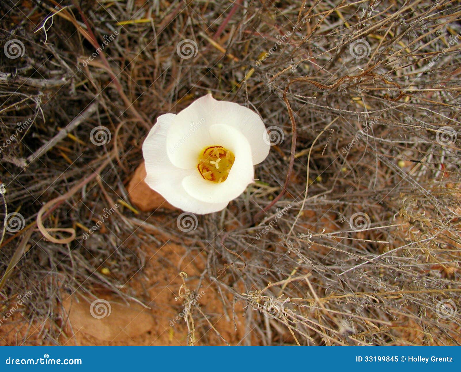 White Desert Flower stock image. Image of twigs, rock - 33199845