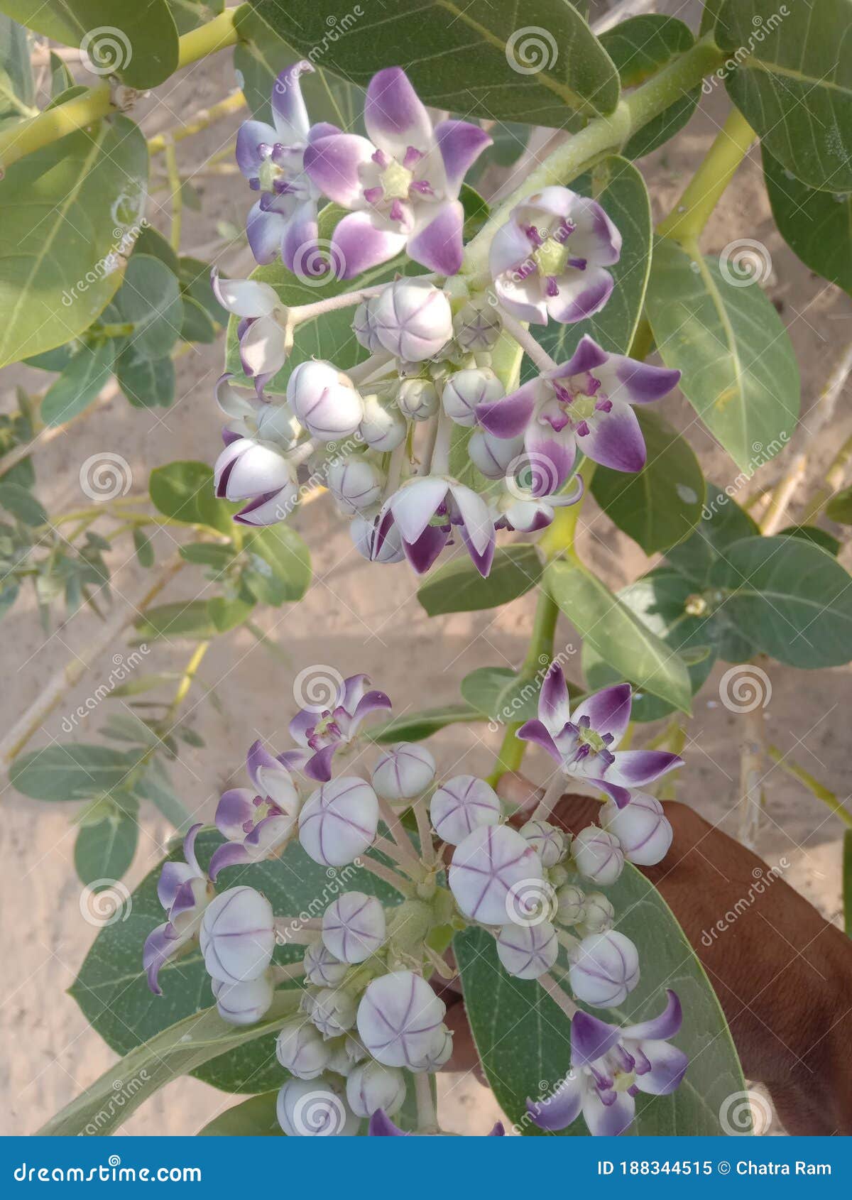 White desert flowers stock image. Image of flowers, popular - 188344515