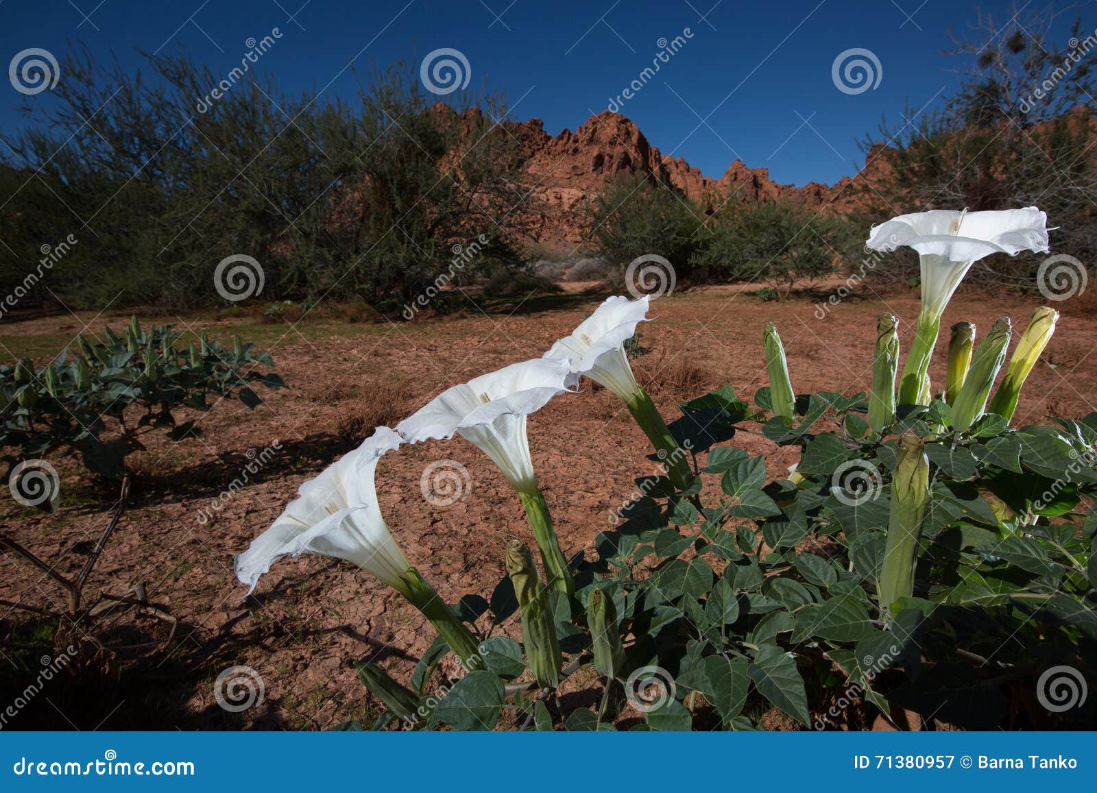 White desert flowers stock image. Image of weather, cloeup - 71380957