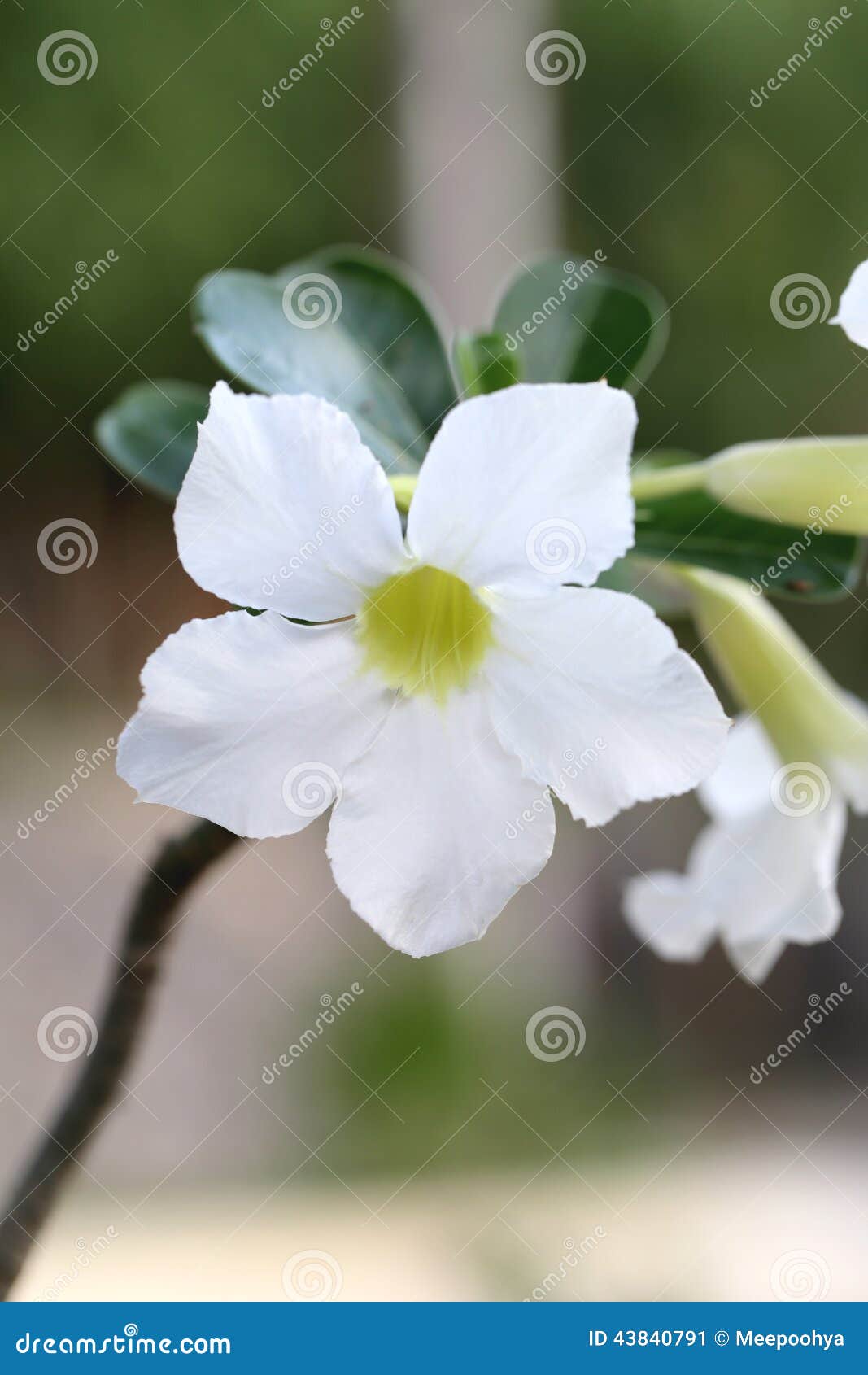 White desert rose flower. stock image. Image of white - 43840791