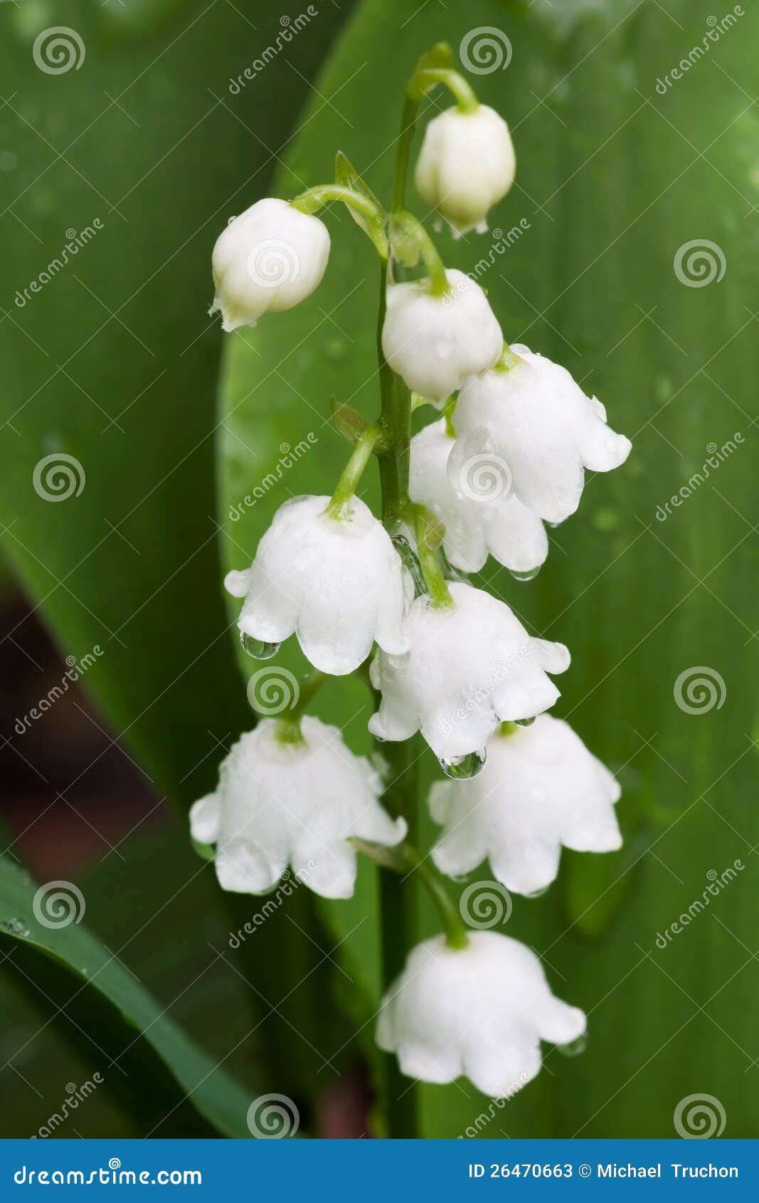 White Dew Bells stock image. Image of flower, valley - 26470663