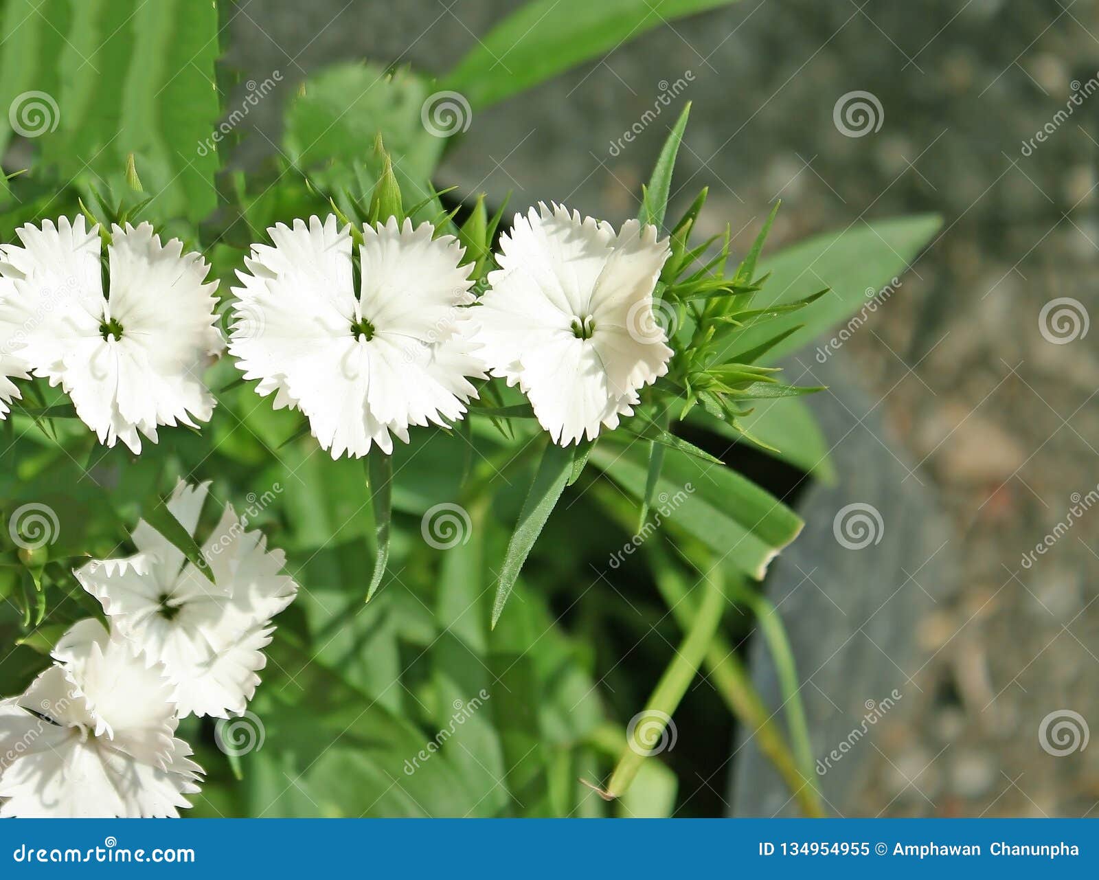White dianthus flowers stock image. Image of dianthus - 134954955