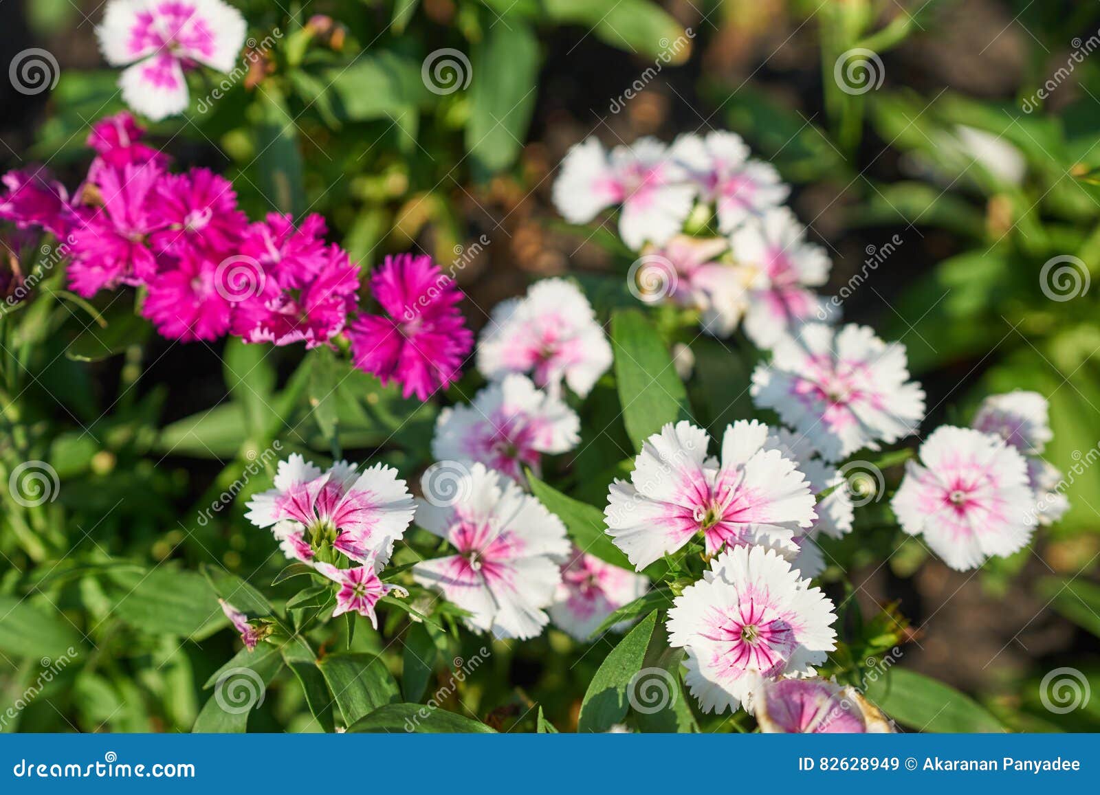 White Dianthus stock image. Image of bloom, bright, blooming - 82628949
