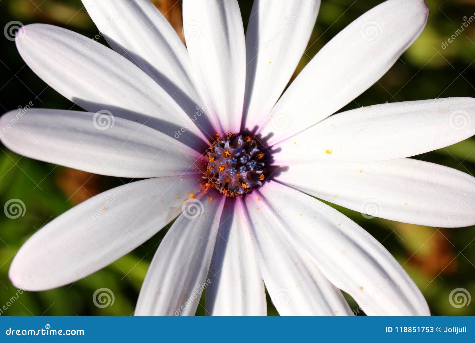 Dimorphotheca flower stock image. Image of dimorphotheka - 118851753