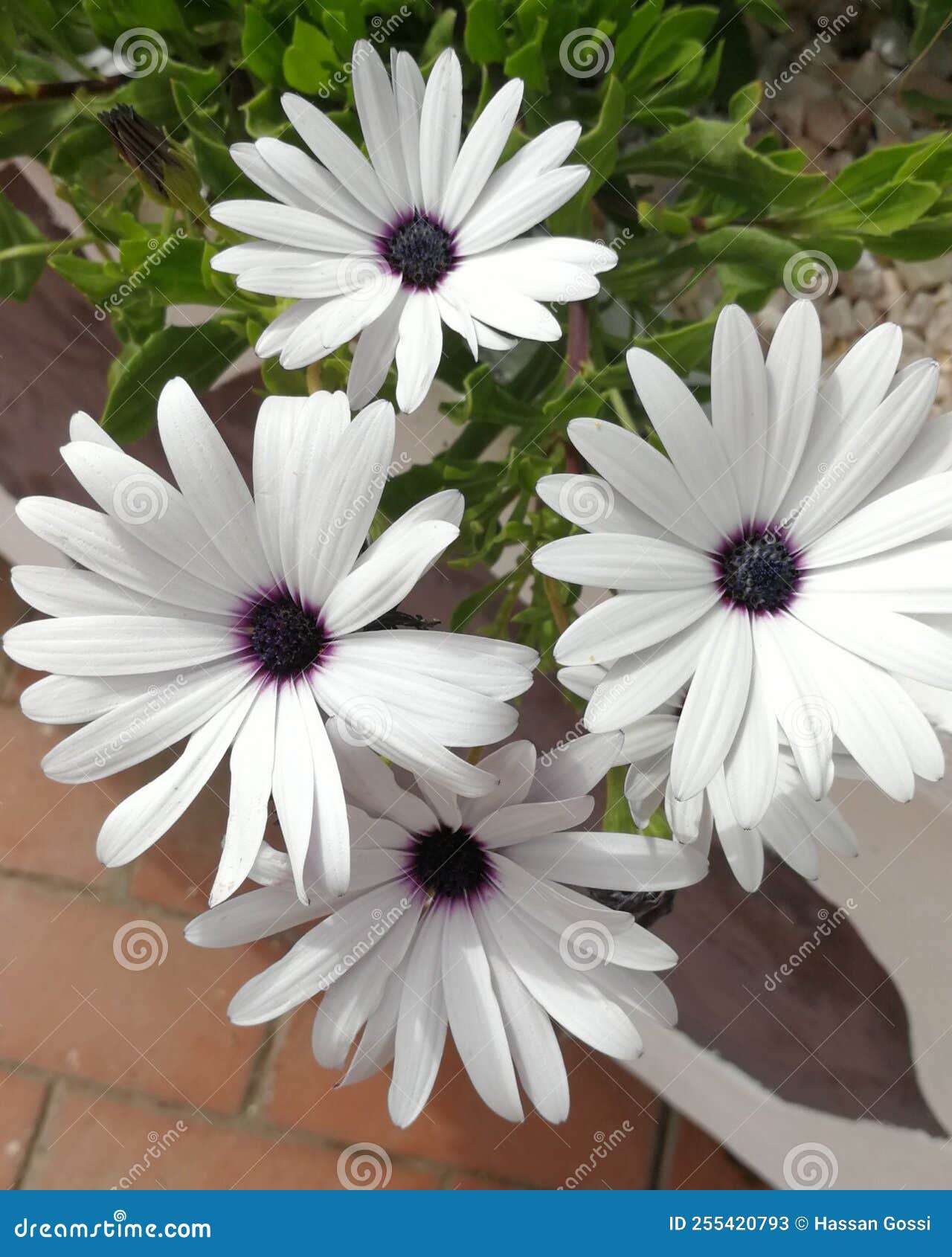 White Dimorphotheca stock image. Image of white, bloom - 255420793