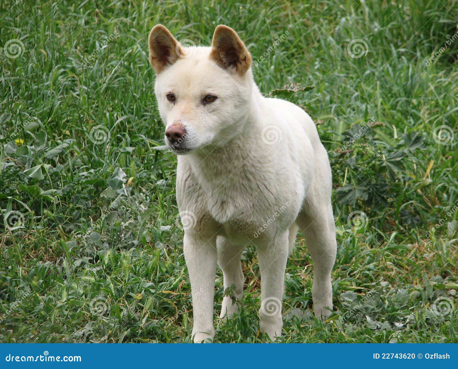 White Dingo Dog